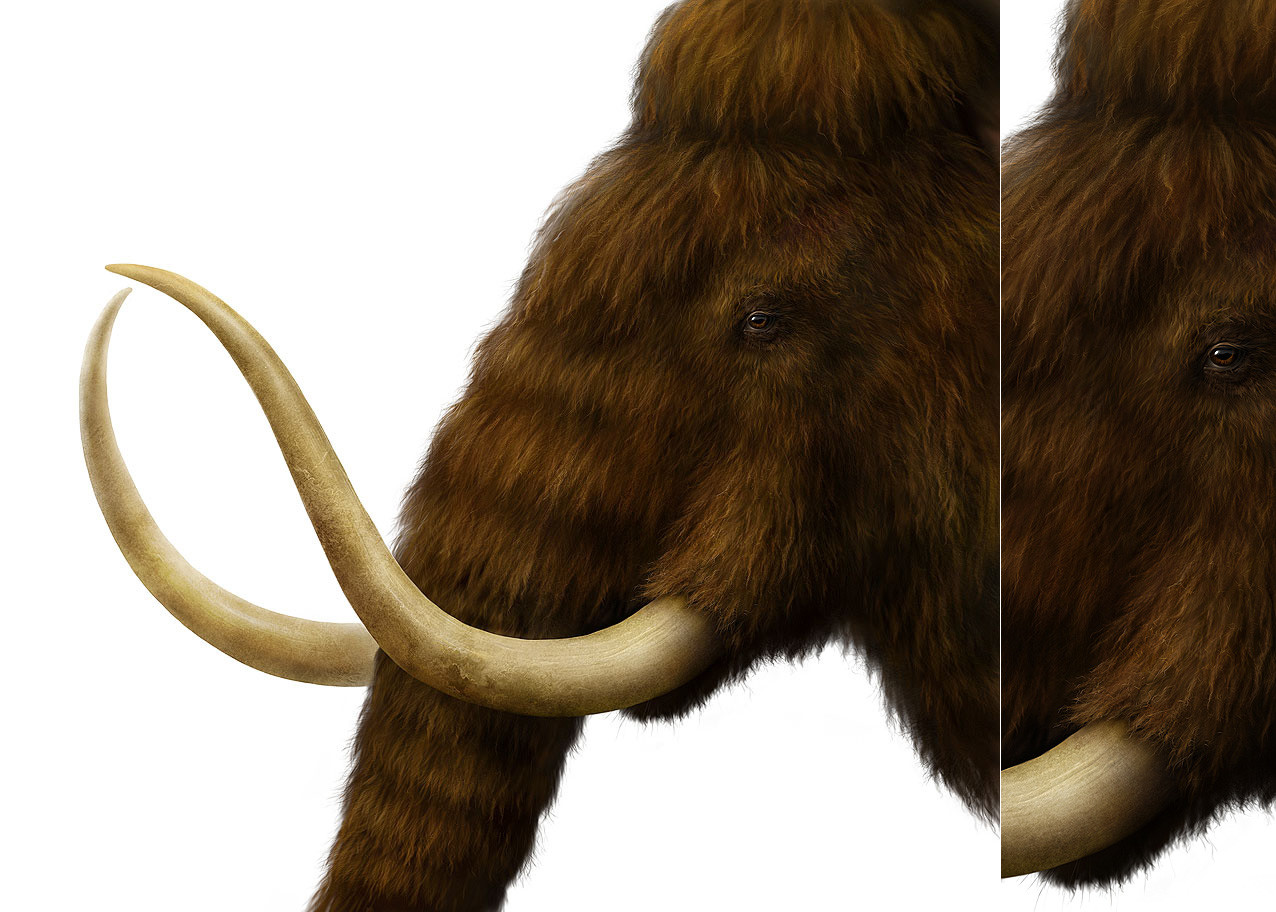 how to draw mammoth fur