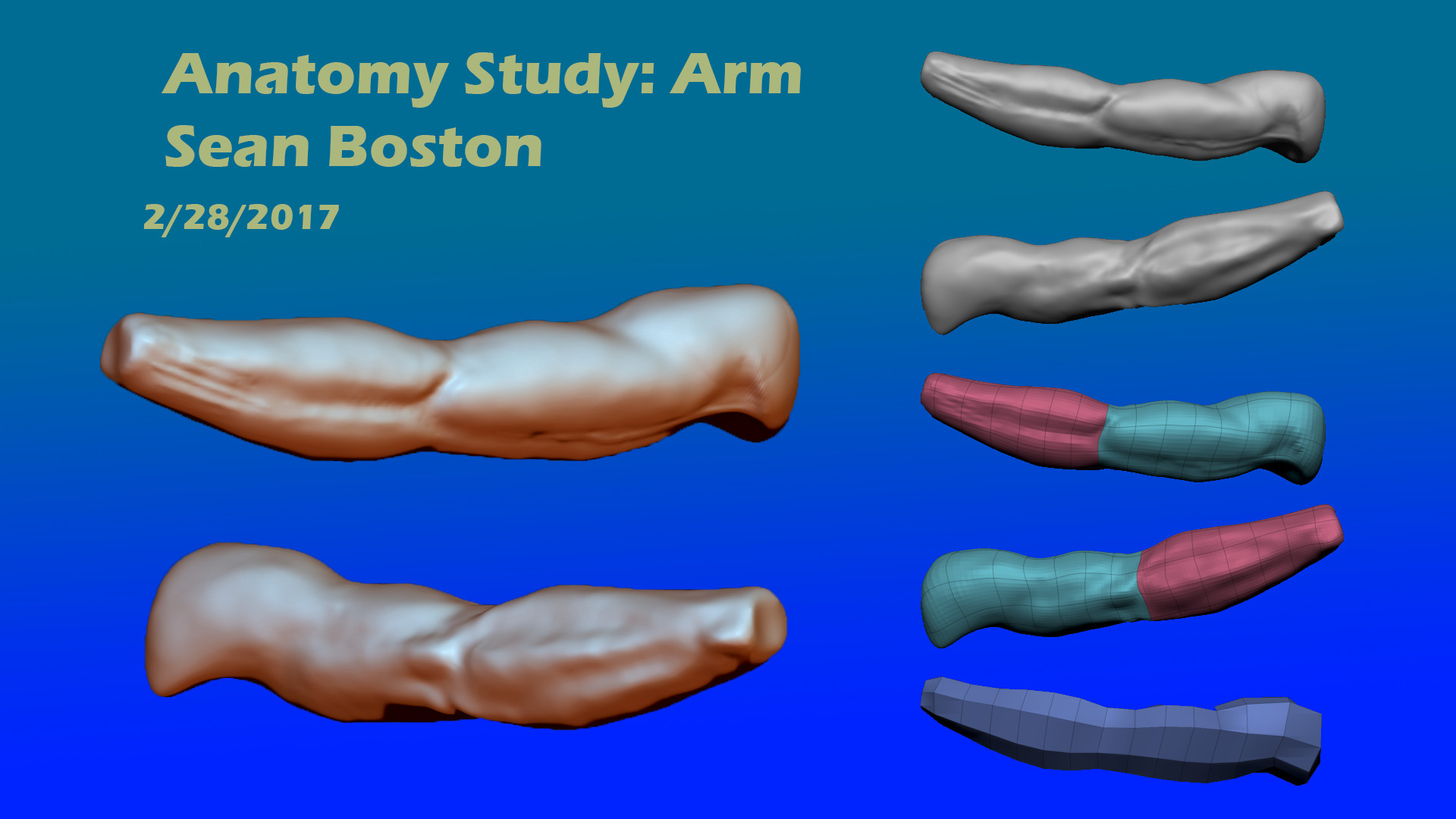 ArtStation - Anatomy Study: Arm