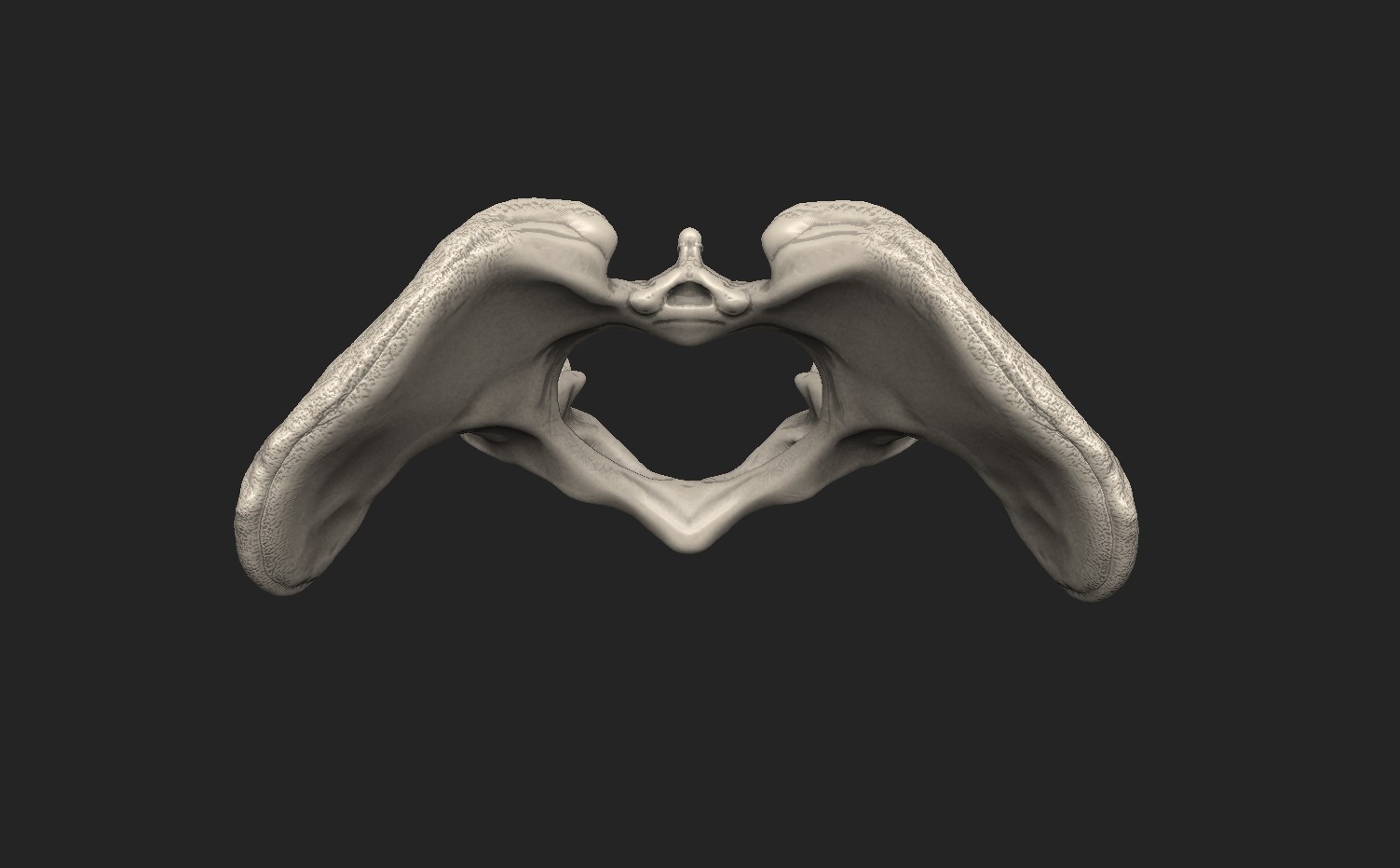 Stark stefen - Camel Anotomy muscle