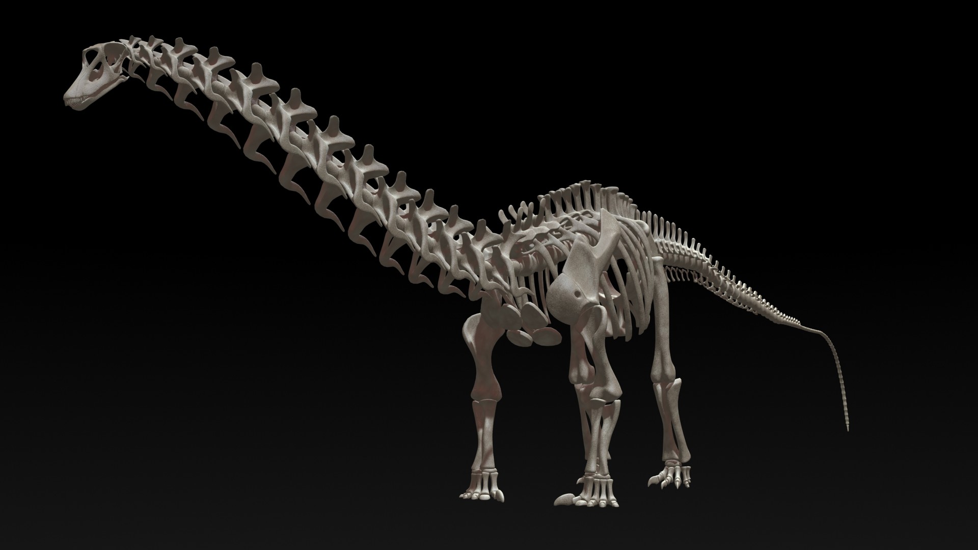 Diplodocus Skeleton