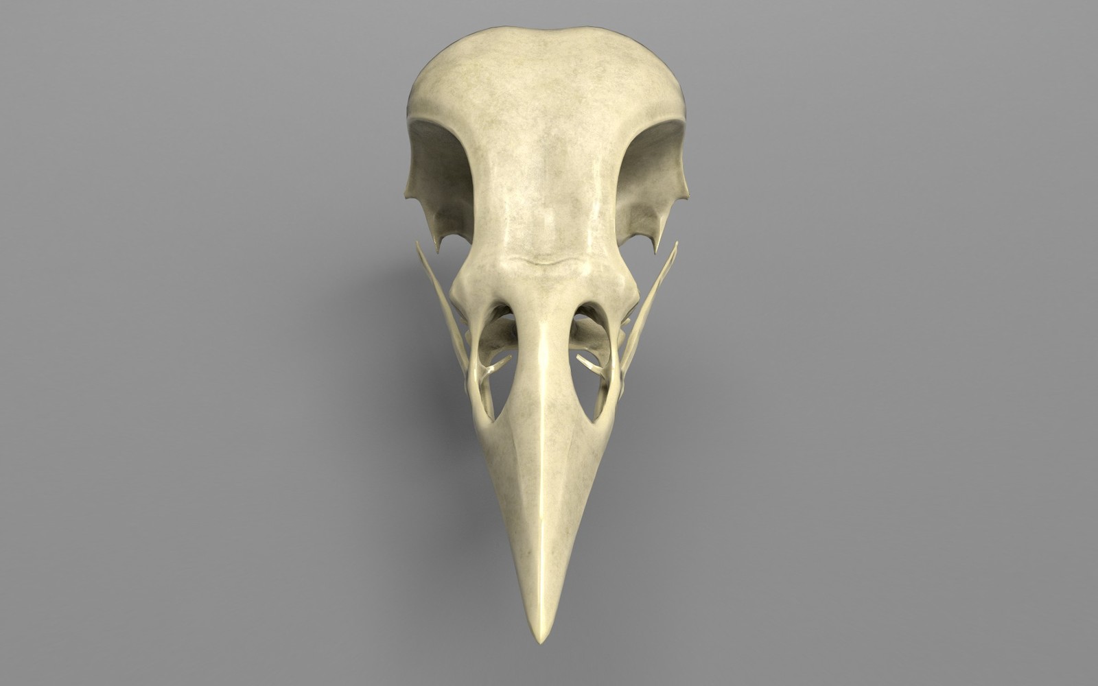 Bird Skull Front View