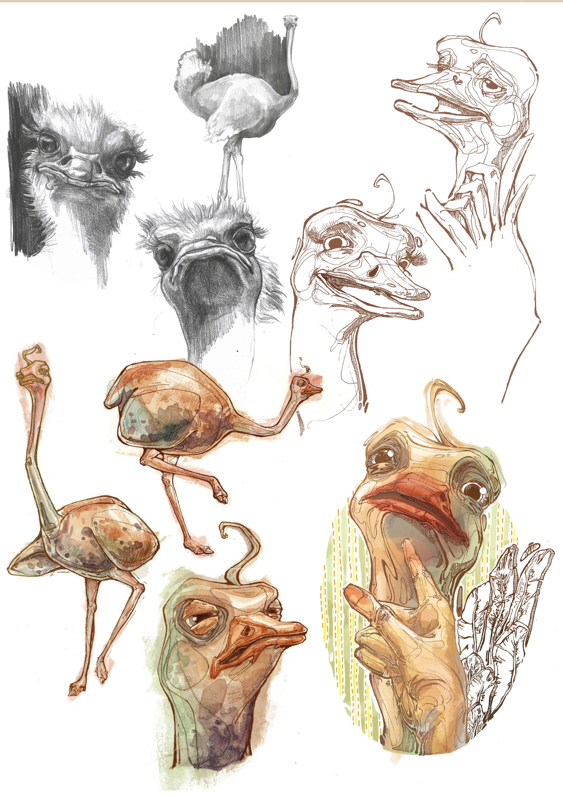 ArtStation - Ostrich Character Design Sketches