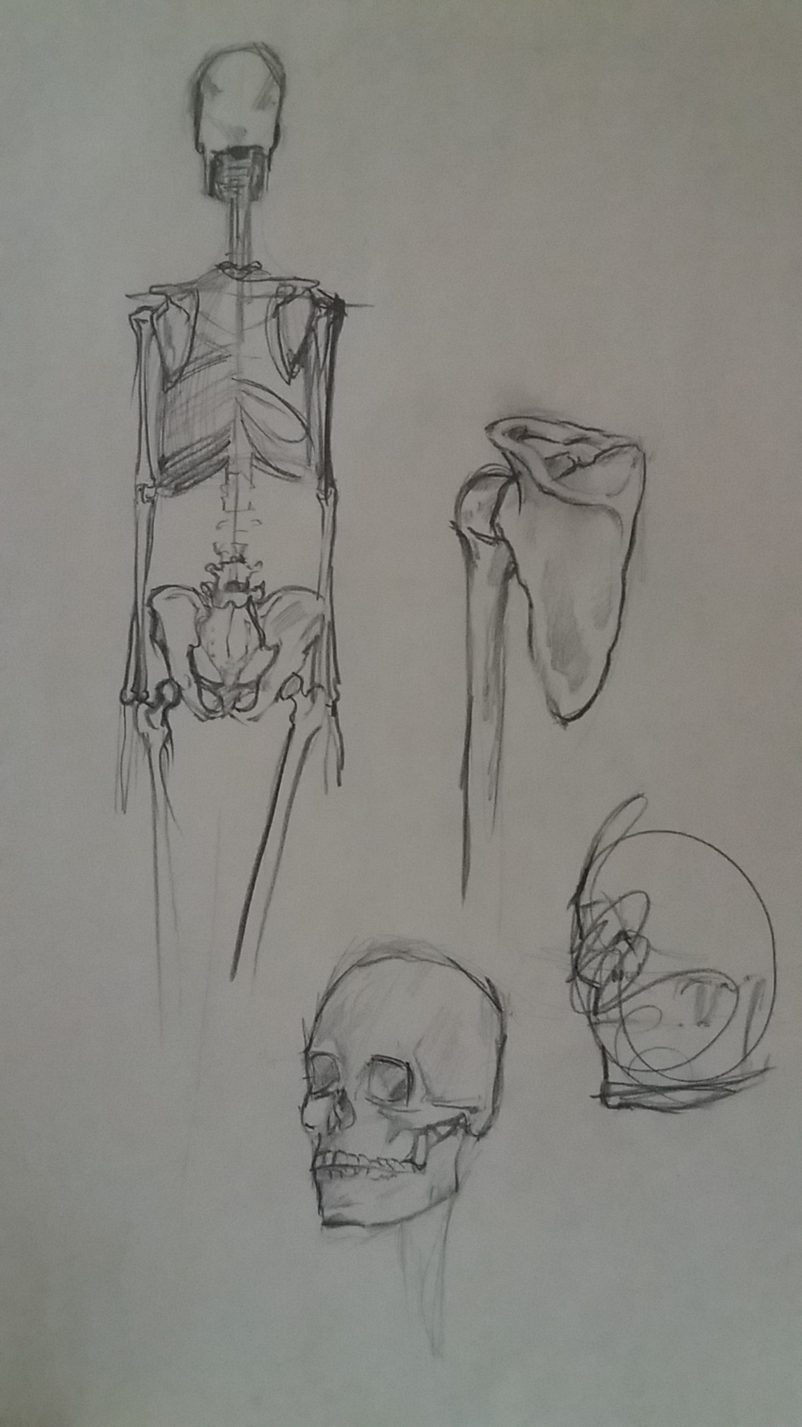 ArtStation - Skeleton_Studies