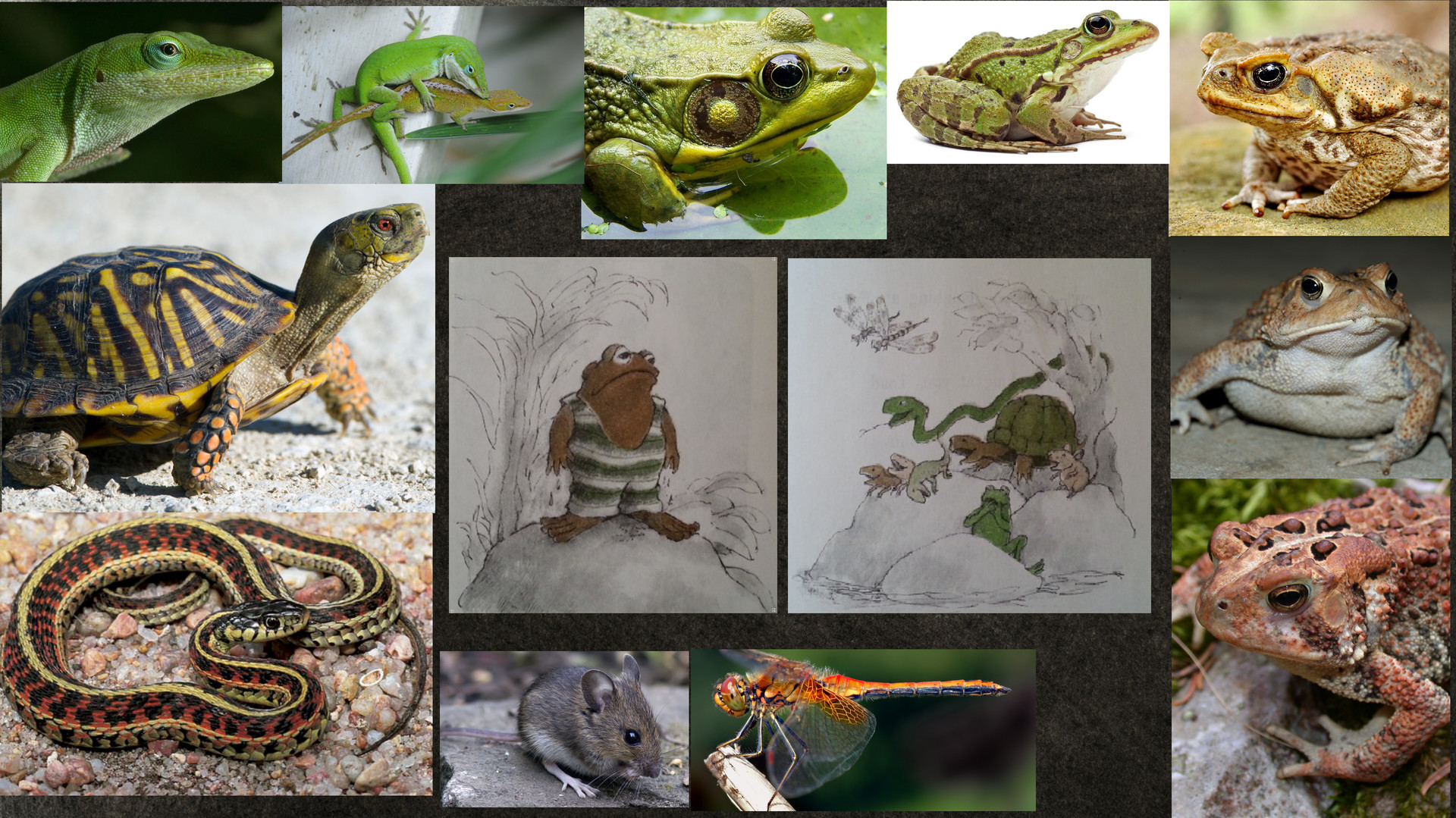 d Phillips - Frog & Toad are Friends :: Bathing Suit