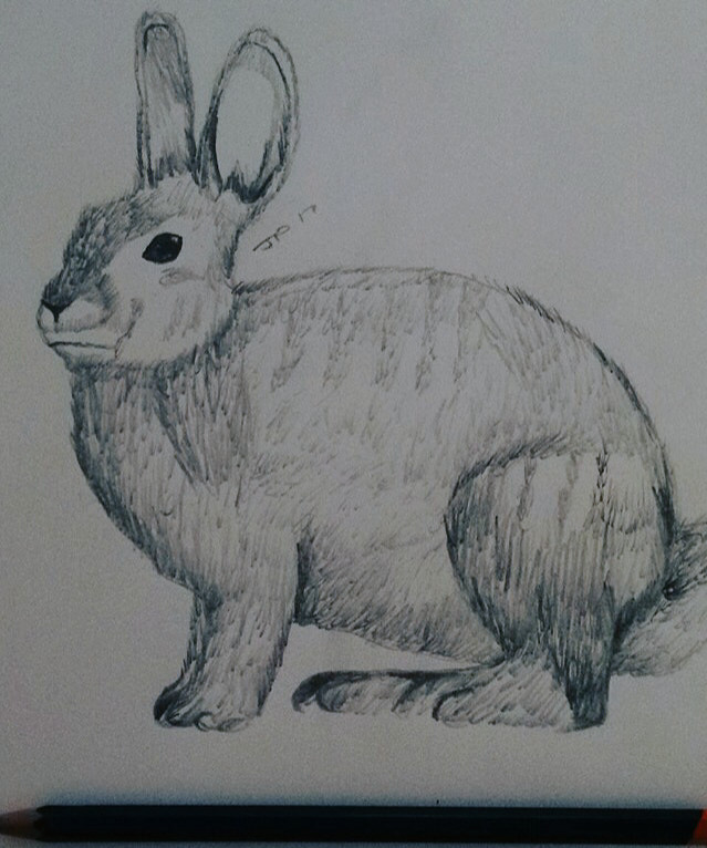 ArtStation - Rabbit sketch