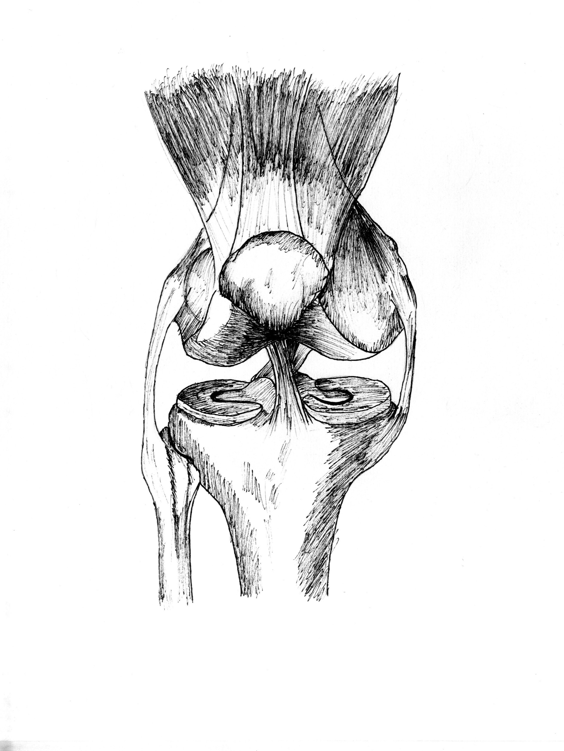 how to draw knee joint