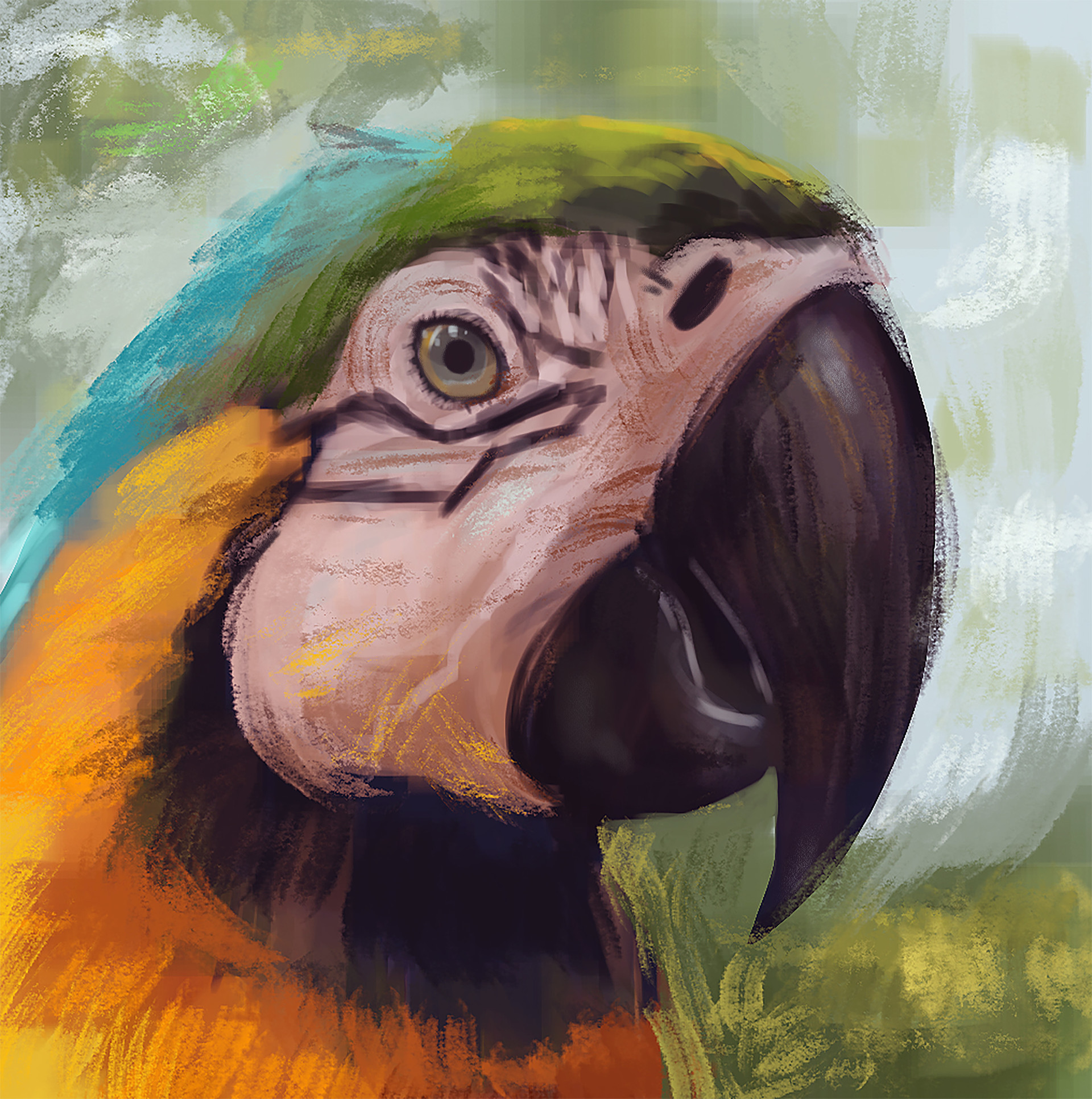 ArtStation - Parrot color study