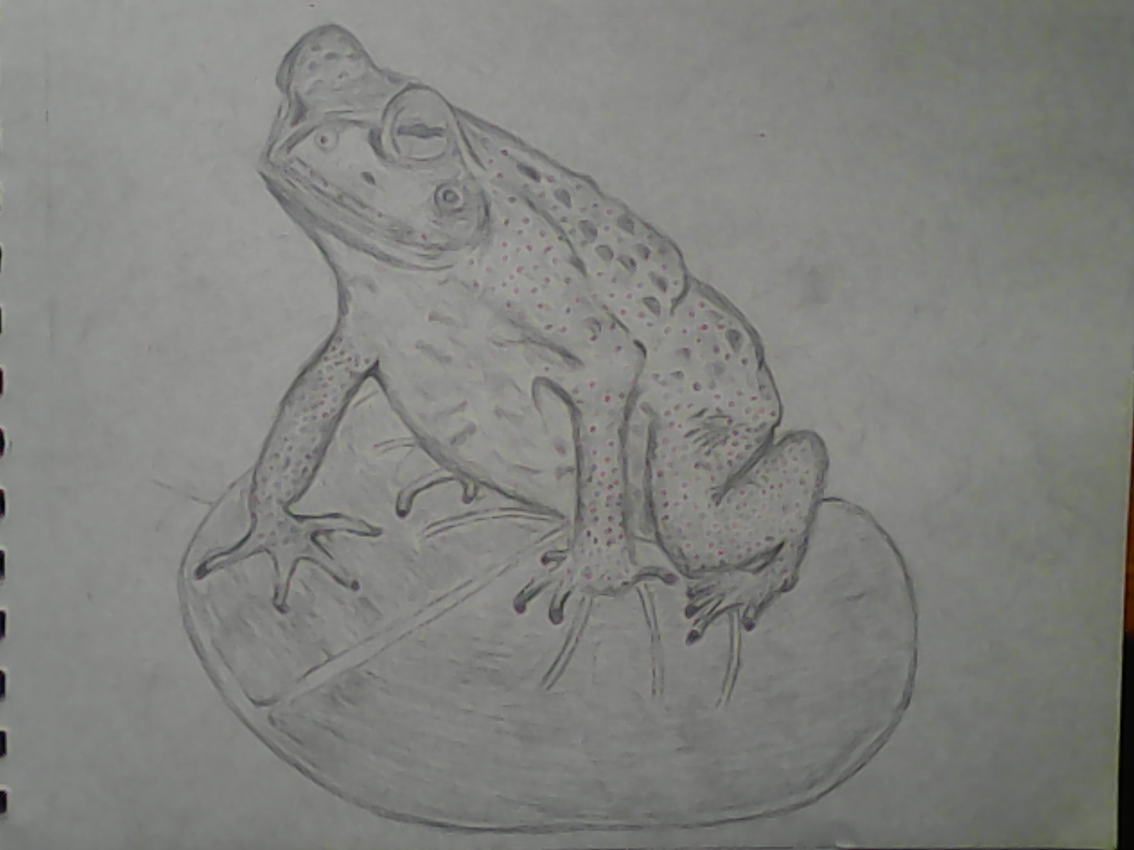 ArtStation - Cane Toad