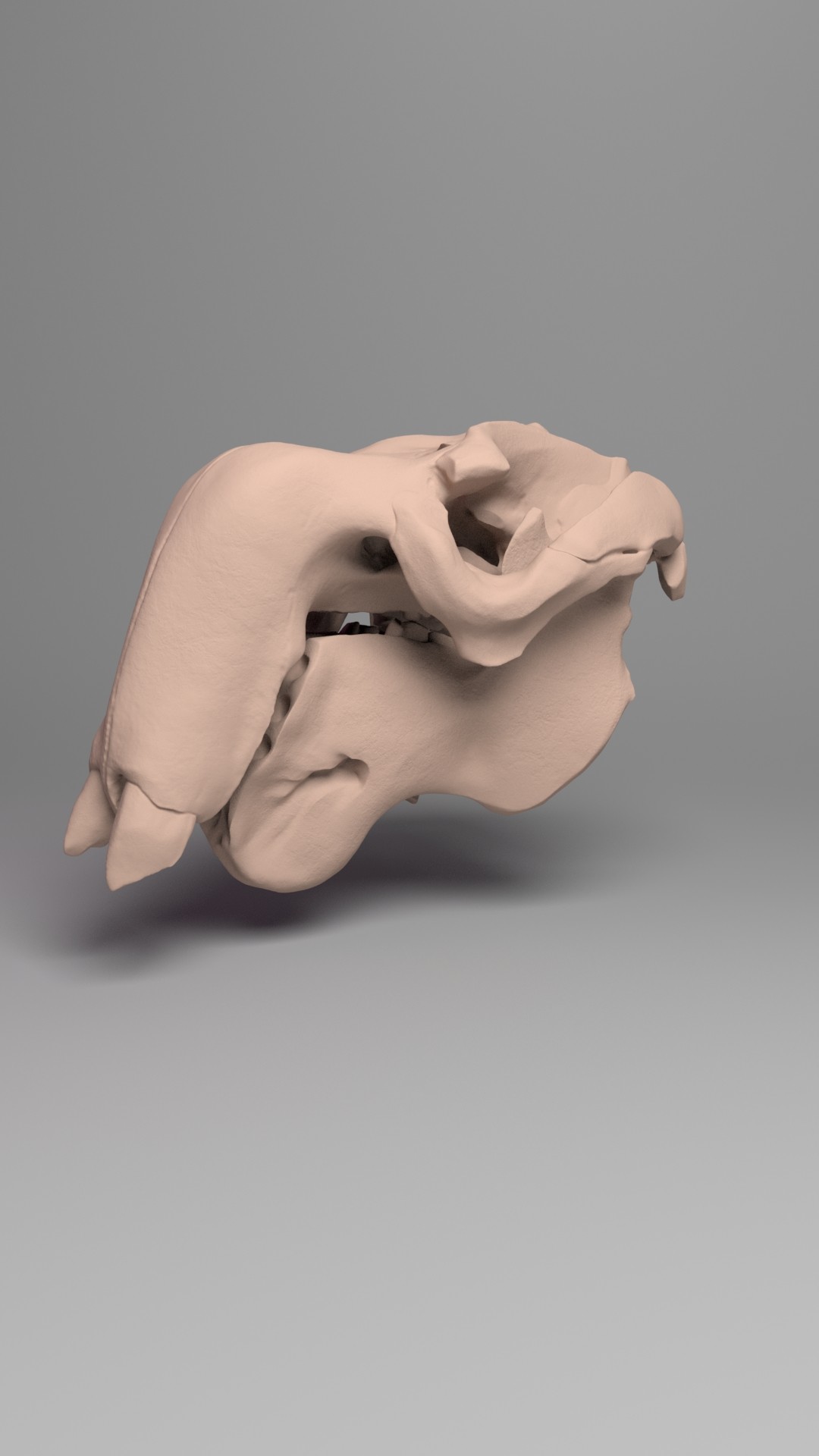 ArtStation - Dugong Skull