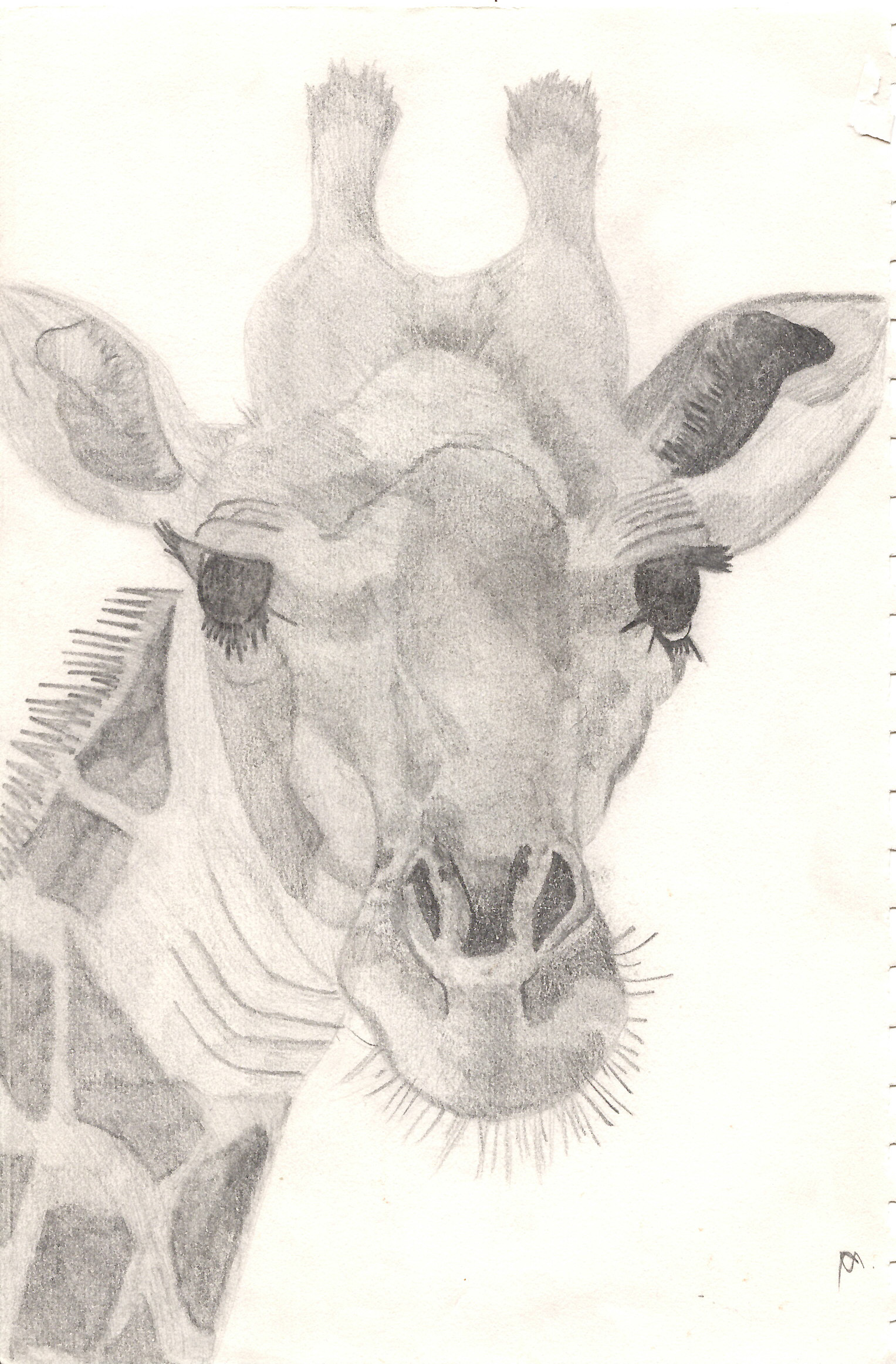 ArtStation - Giraffe Drawing