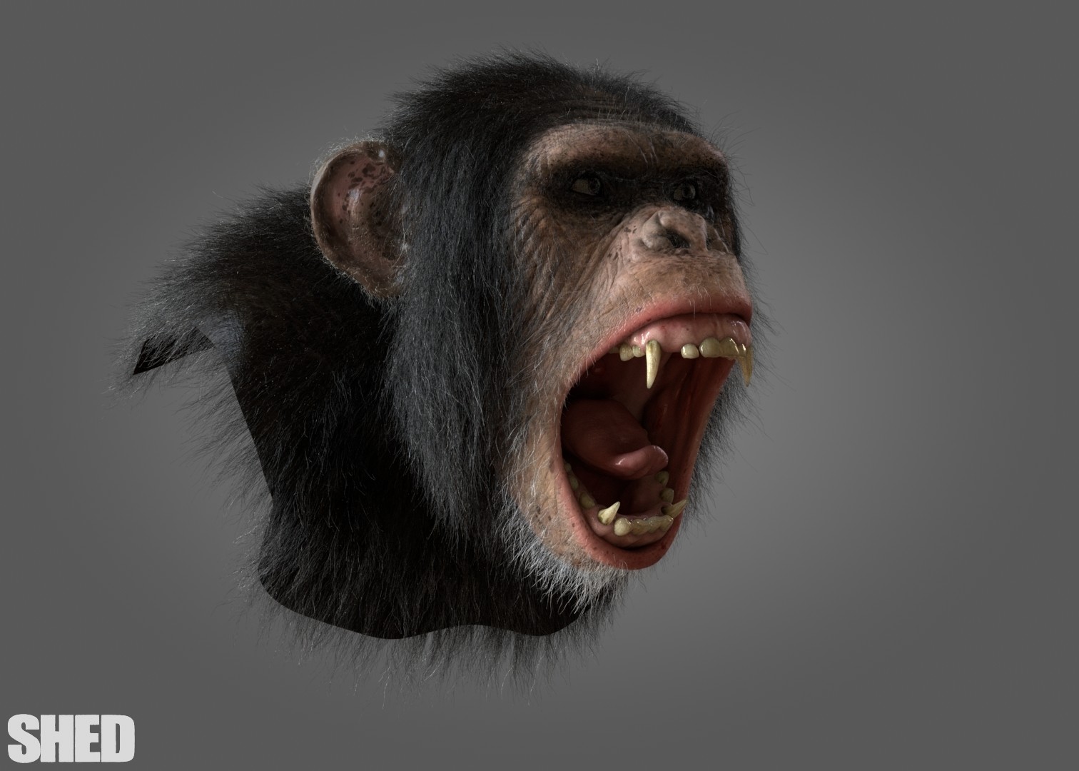 Mikhail Semionov - chimp head