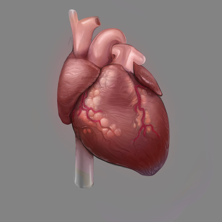 ArtStation - Human Heart Illustration