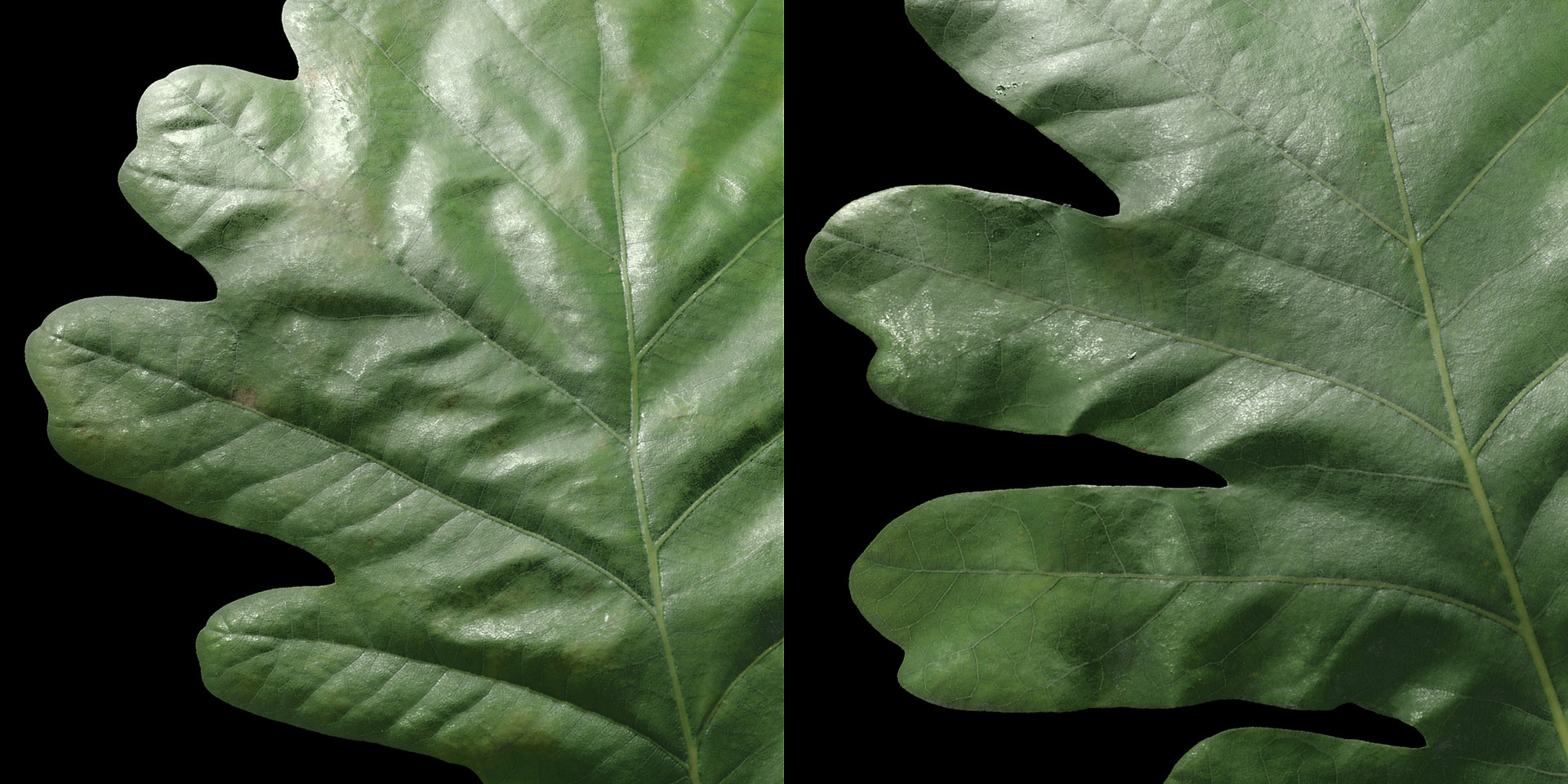 Jakub Dąbrowski - 3d leaf scans