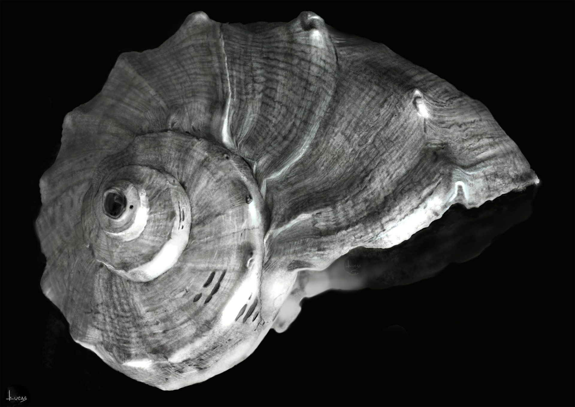 ArtStation - Seashell study