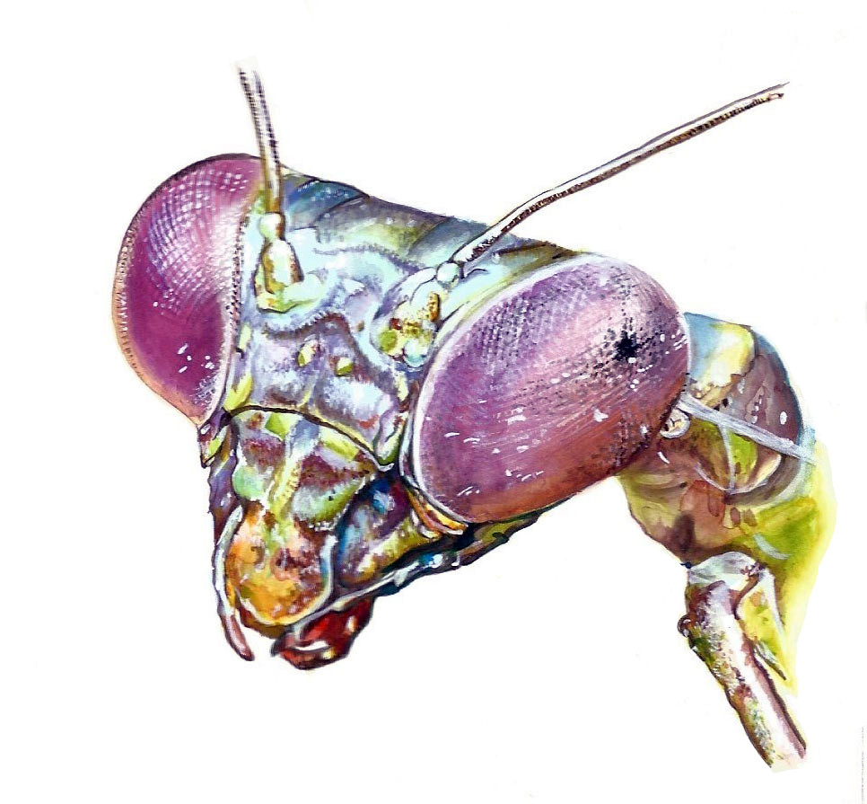 ArtStation - Mantis shot - 1