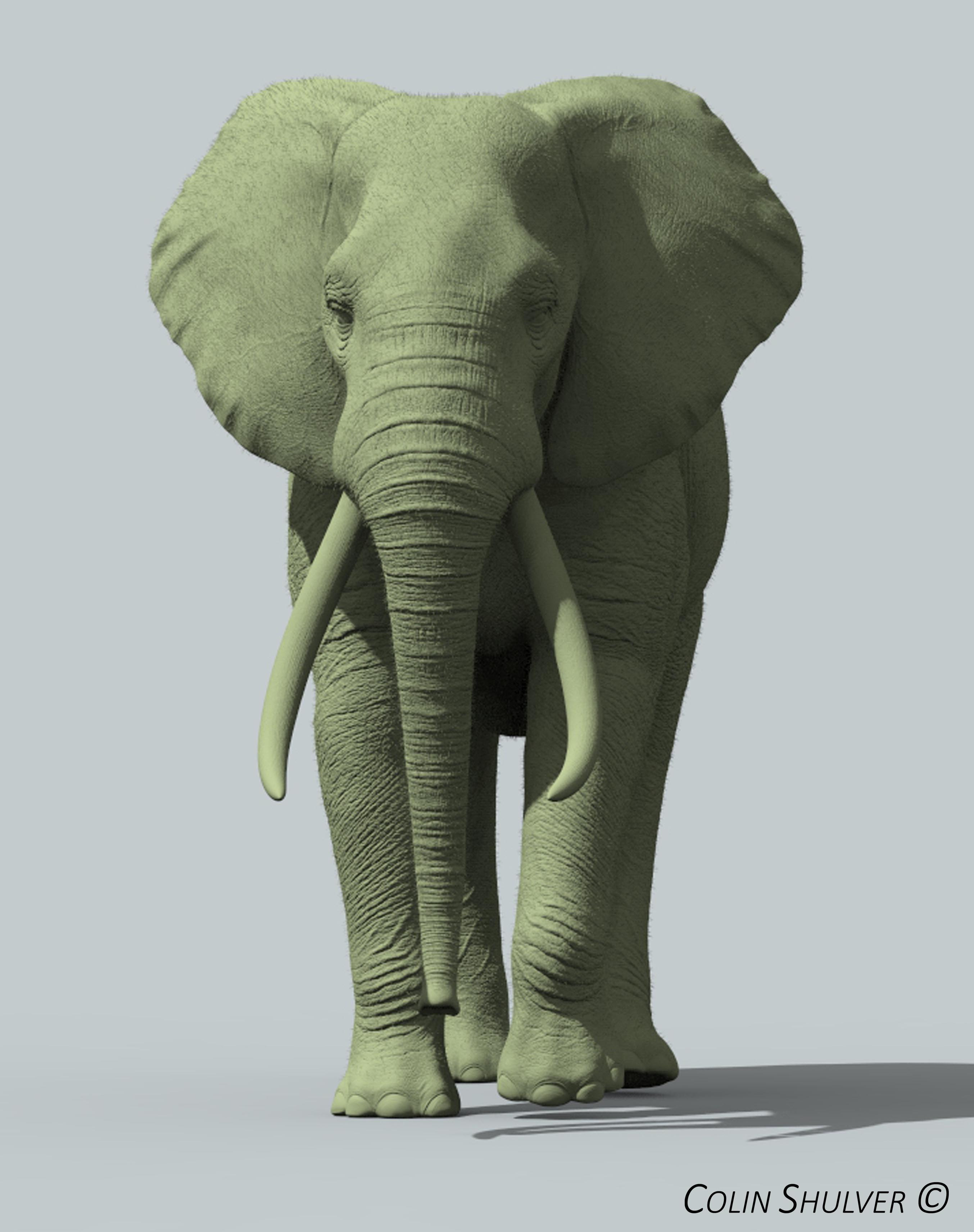 COLIN SHULVER - Personal Work - Elephants