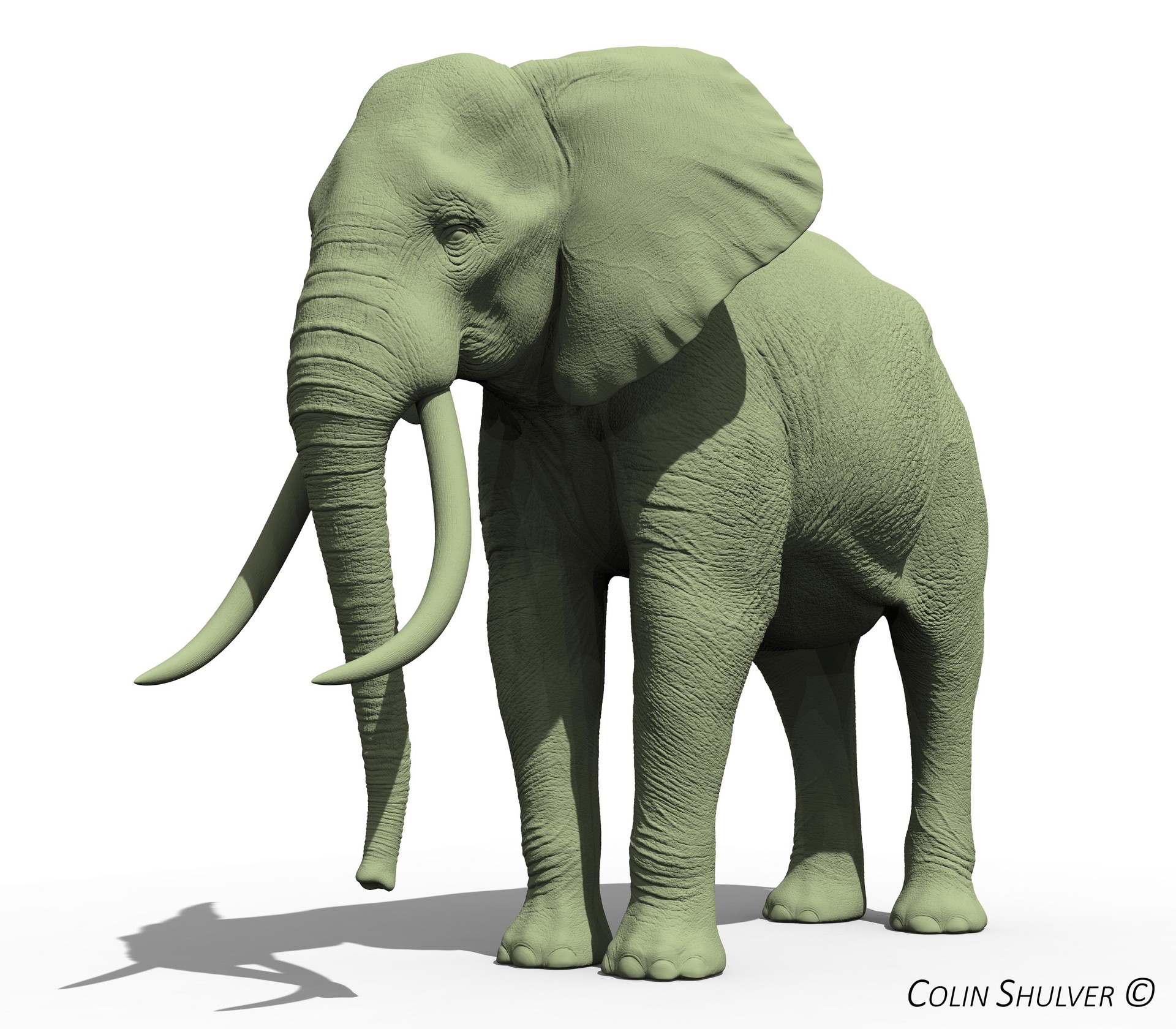 COLIN SHULVER - Personal Work - Elephants