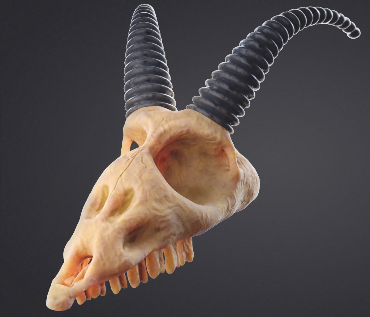 ArtStation - Goat Anatomy