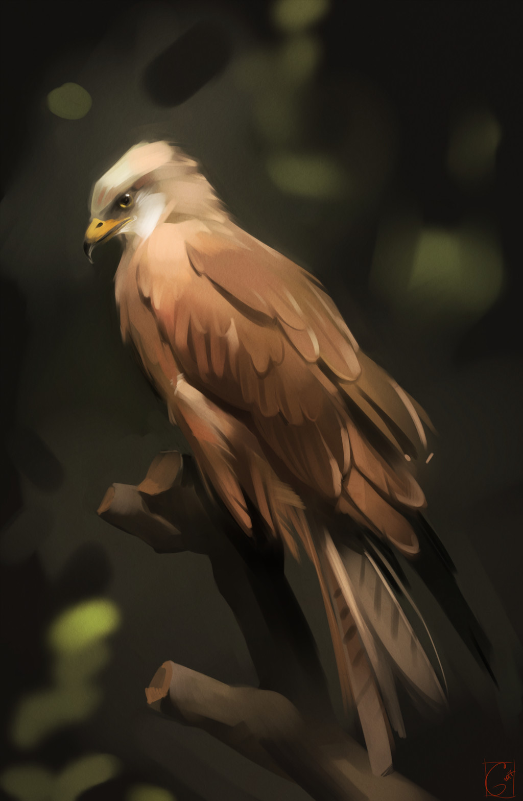 ArtStation - red kite sketch