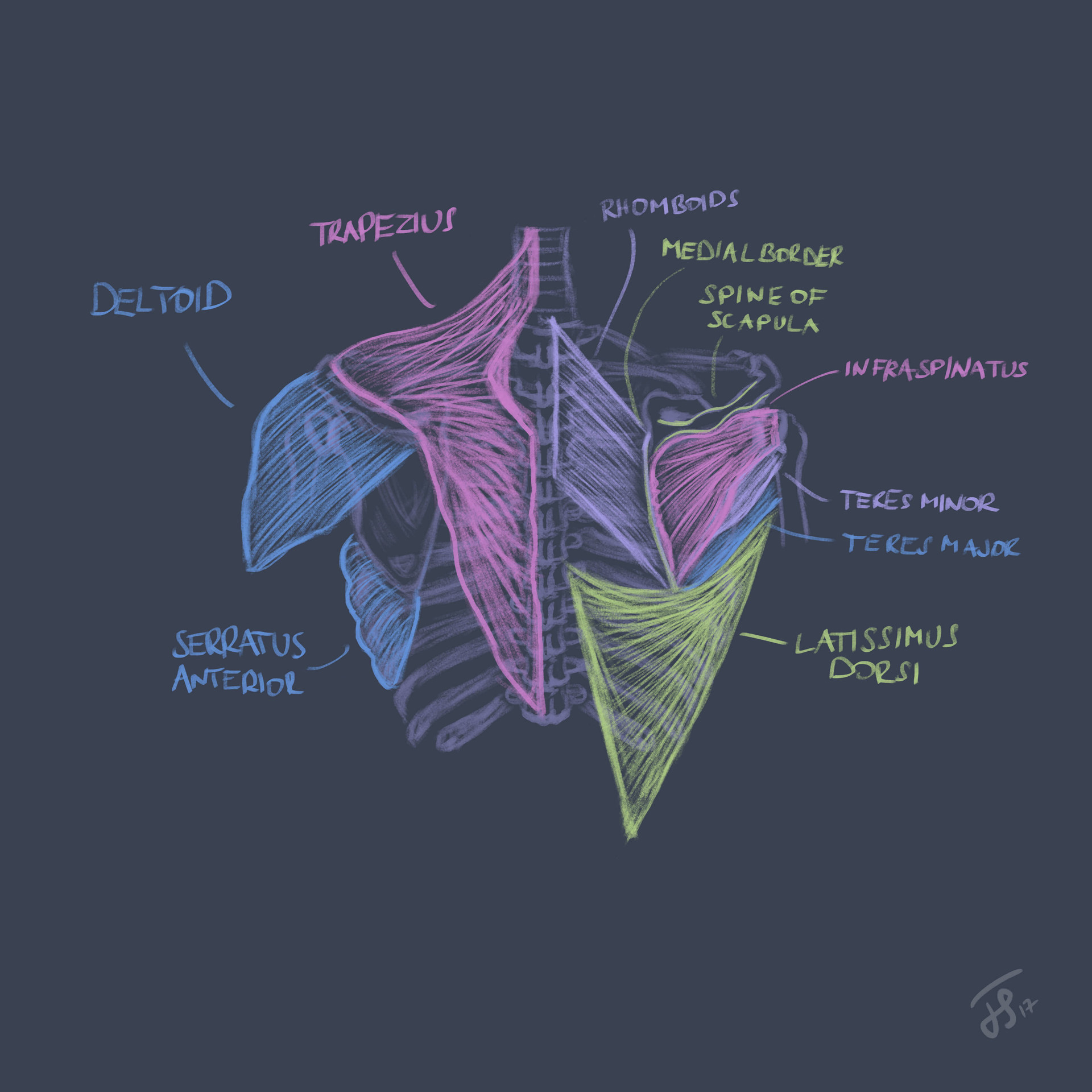 ArtStation - Human anatomy study
