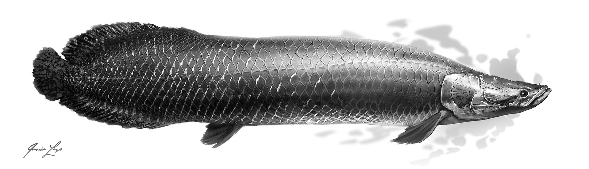 Javier Lazo - Arapaimas