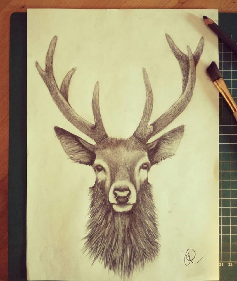 Stag Head Drawing