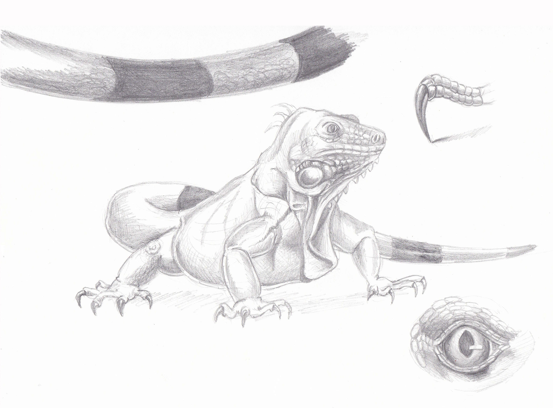 David Parzych - Illustrations