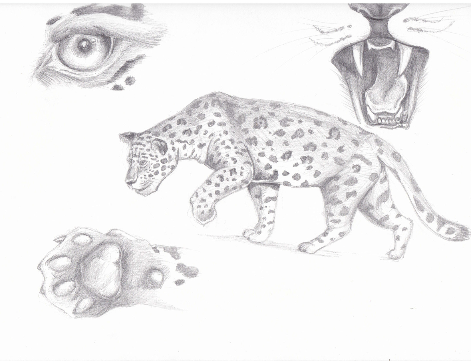 David Parzych - Illustrations