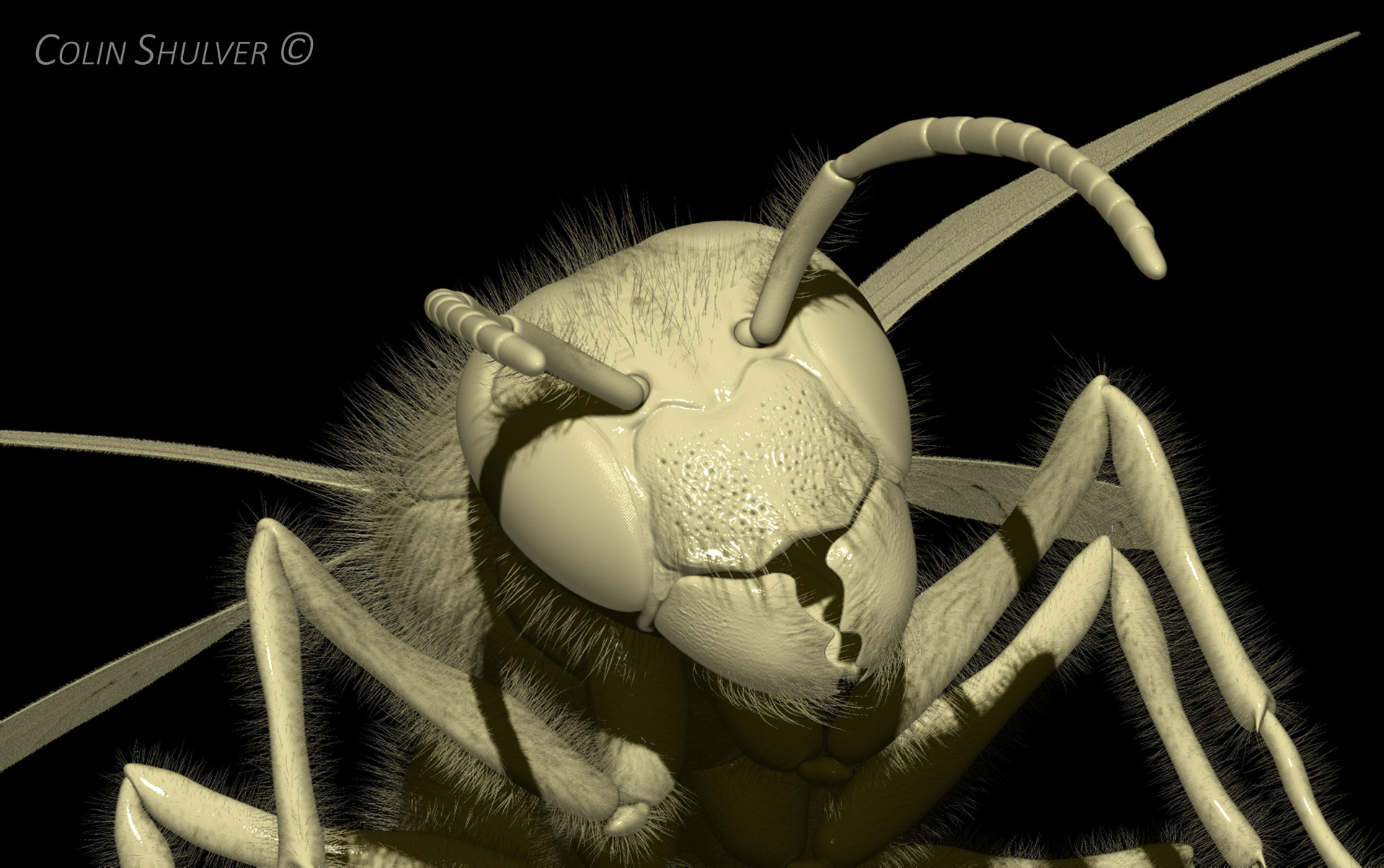 COLIN SHULVER - Personal Work - Wasp
