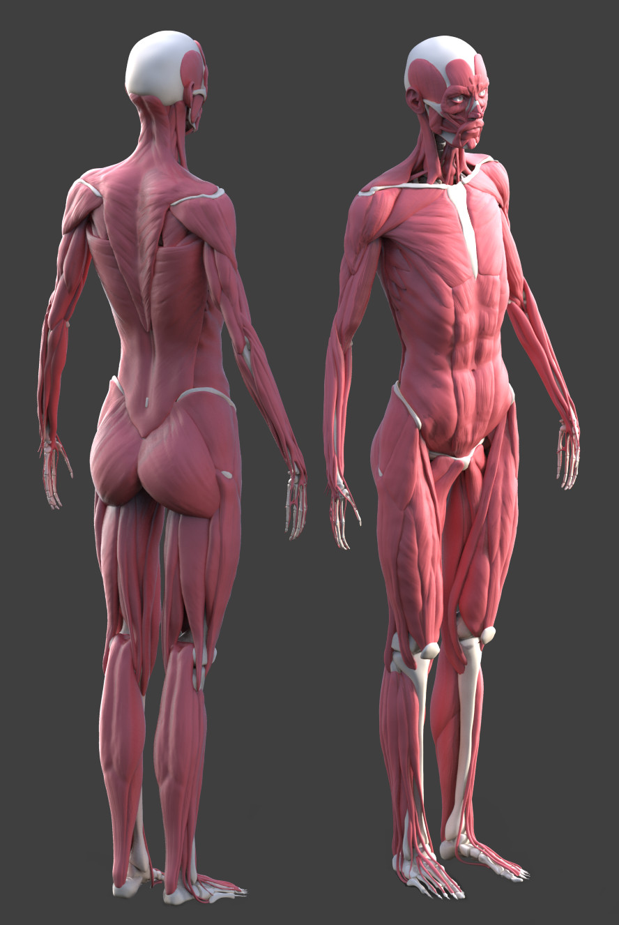 body structure eunuchs anatomy
