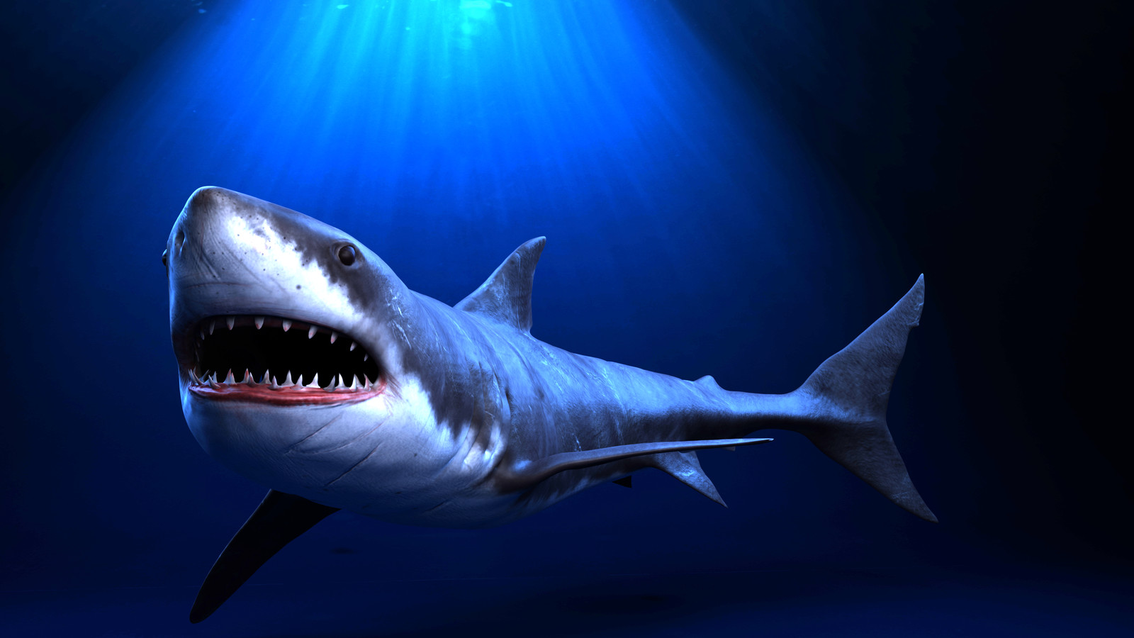 Benjamin Thomas - Shark