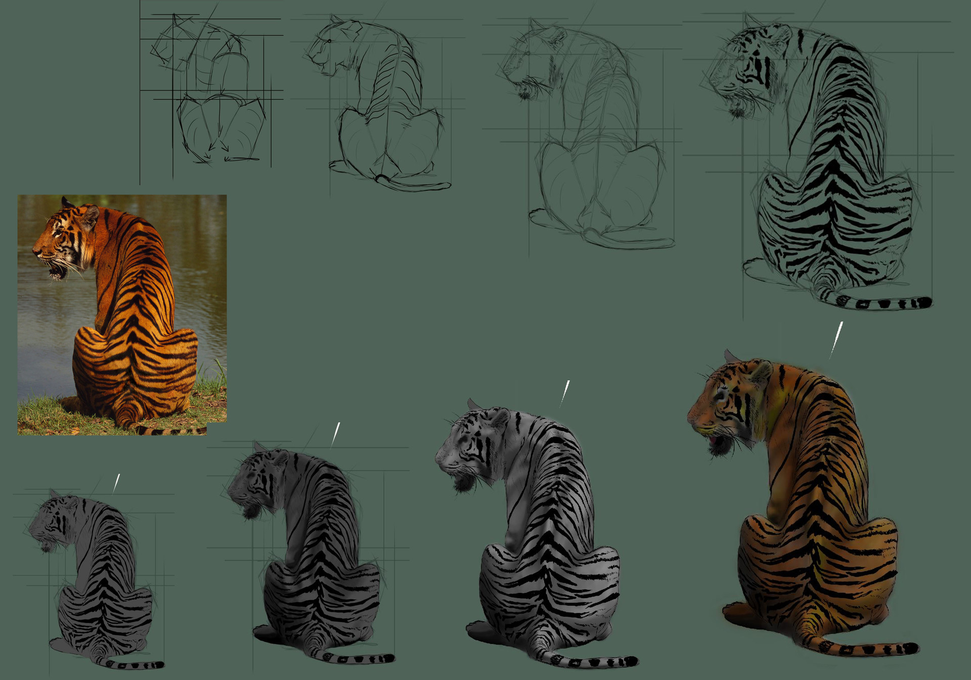 ArtStation - Tiger study