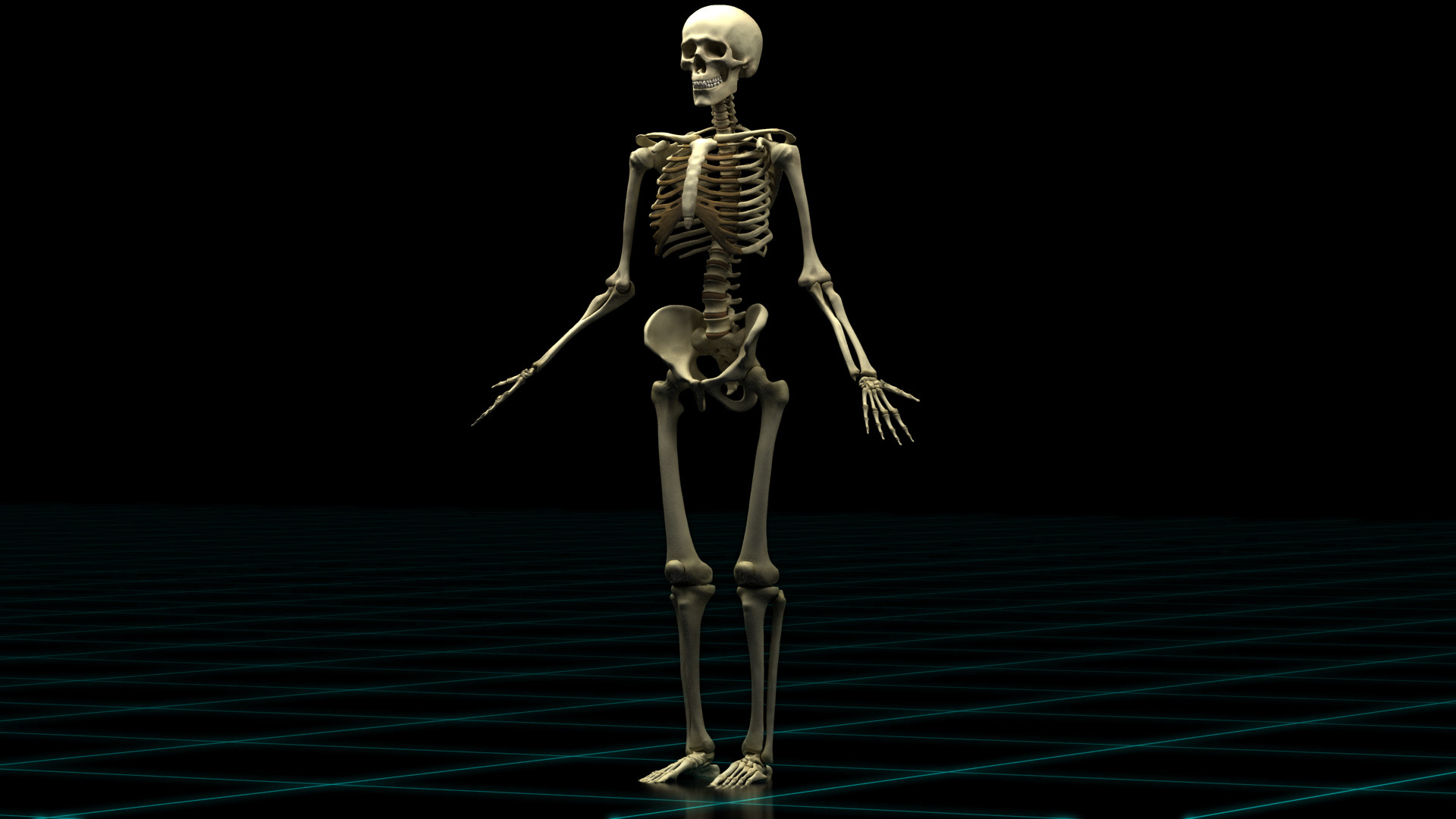 ArtStation - Skeleton study