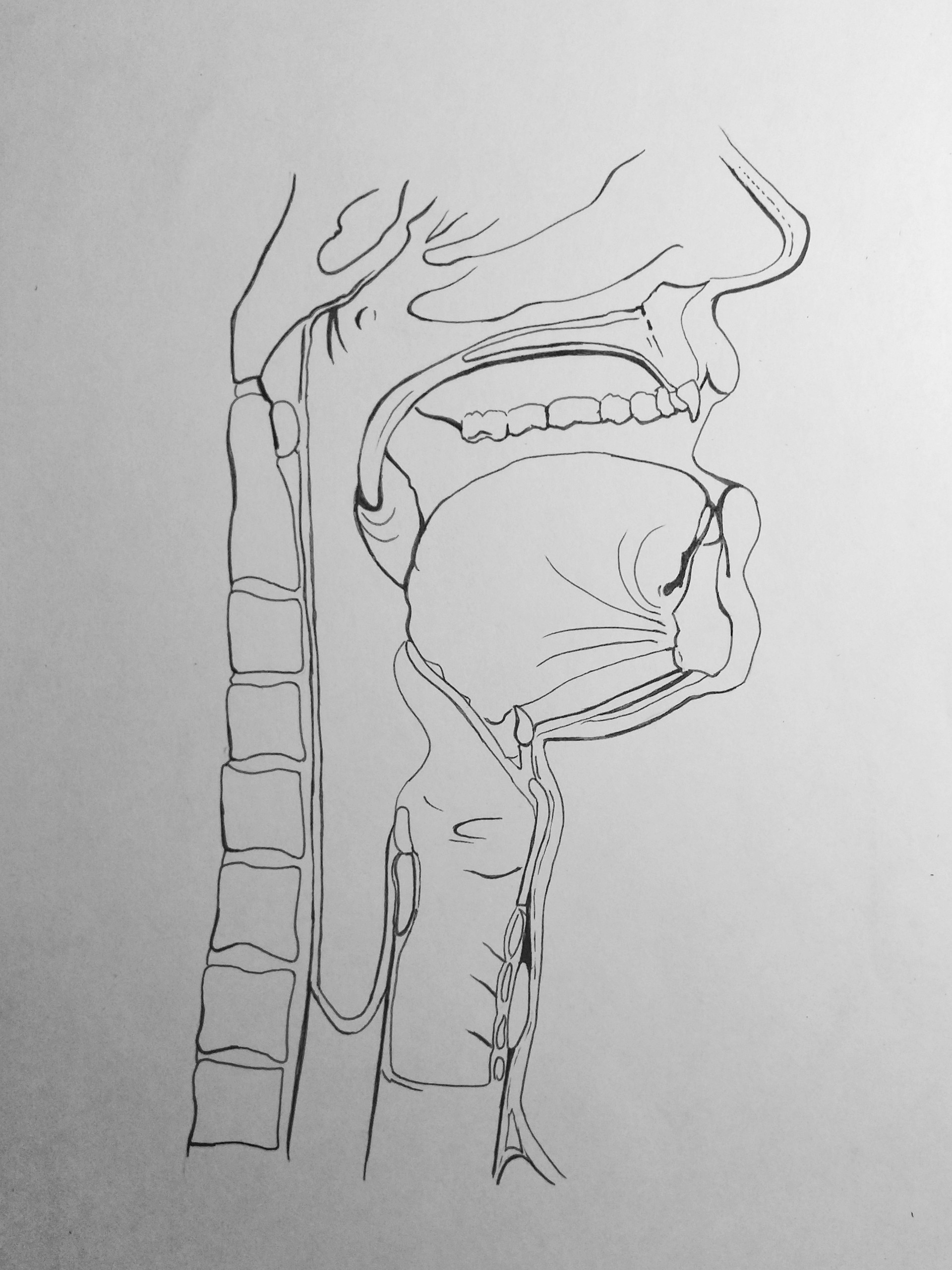 Mark Jabourian - Scientific Illustrations