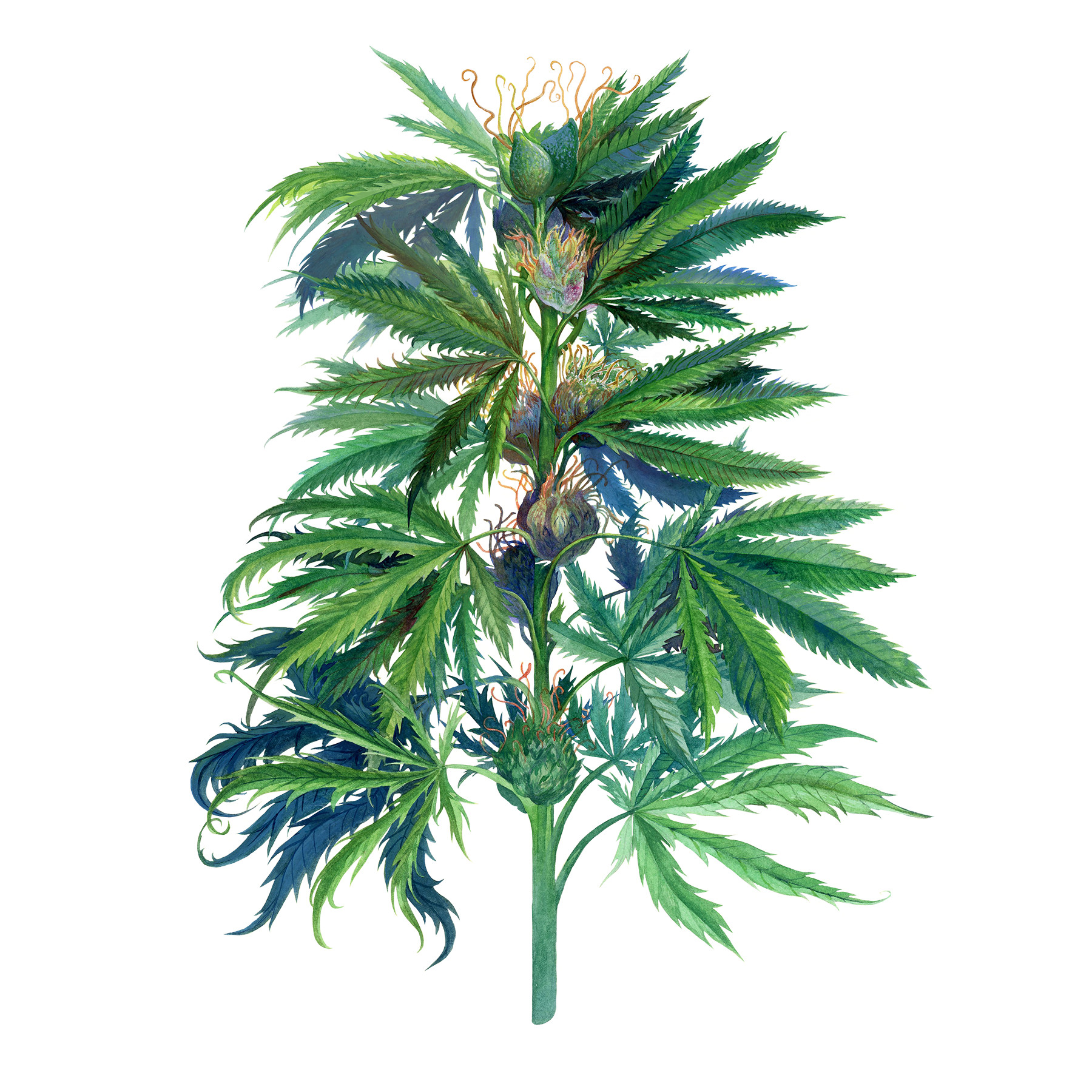 ArtStation - Cannabis Illustration