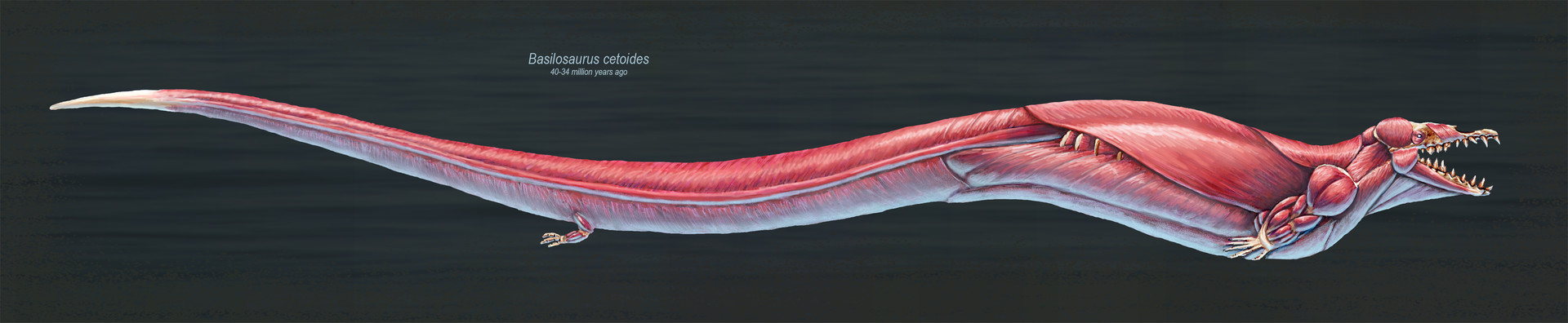 ArtStation - Basilosaurus Cetoides Muscle Study
