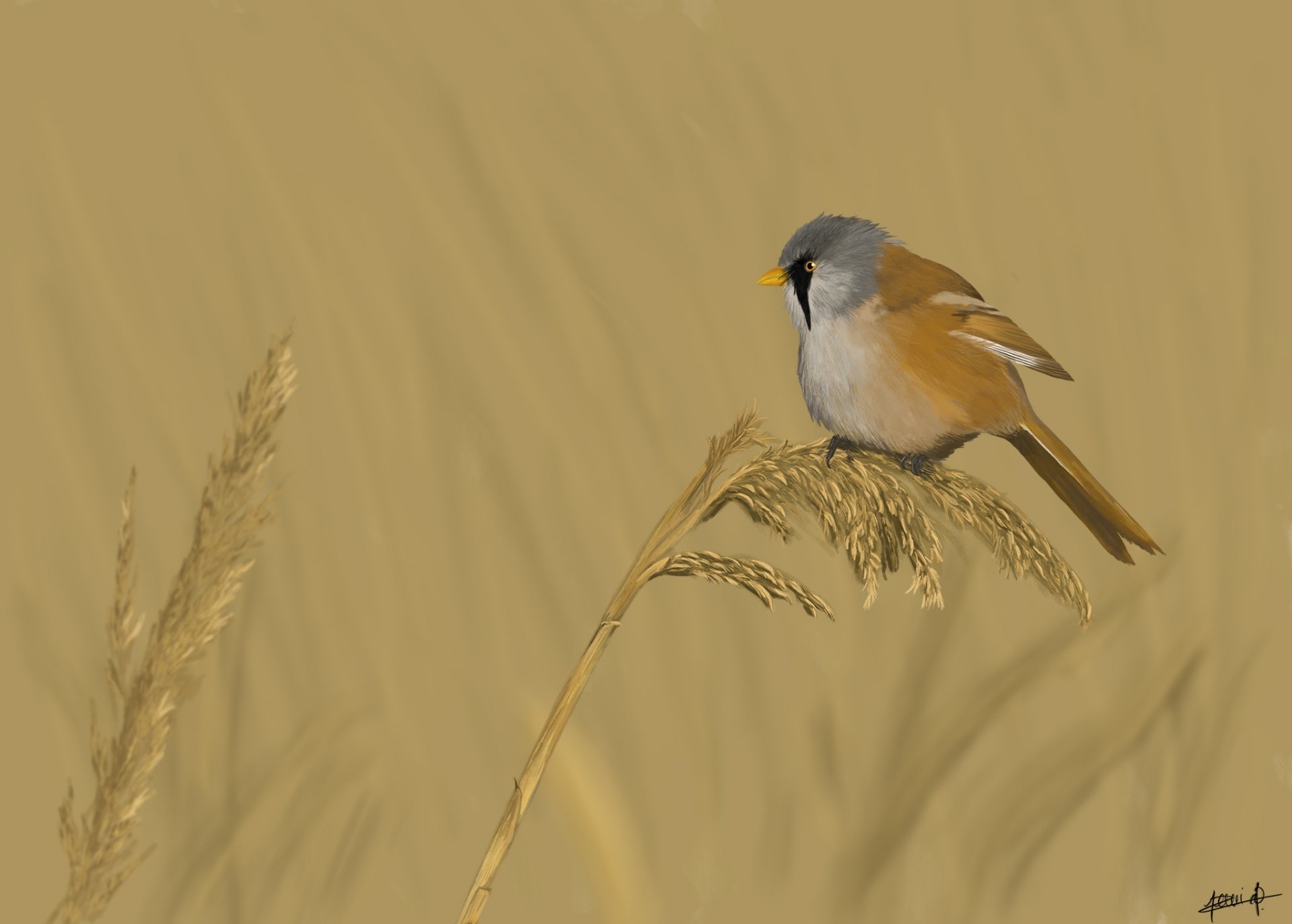 ArtStation - Panure à moustaches (Panurus biarmicus)