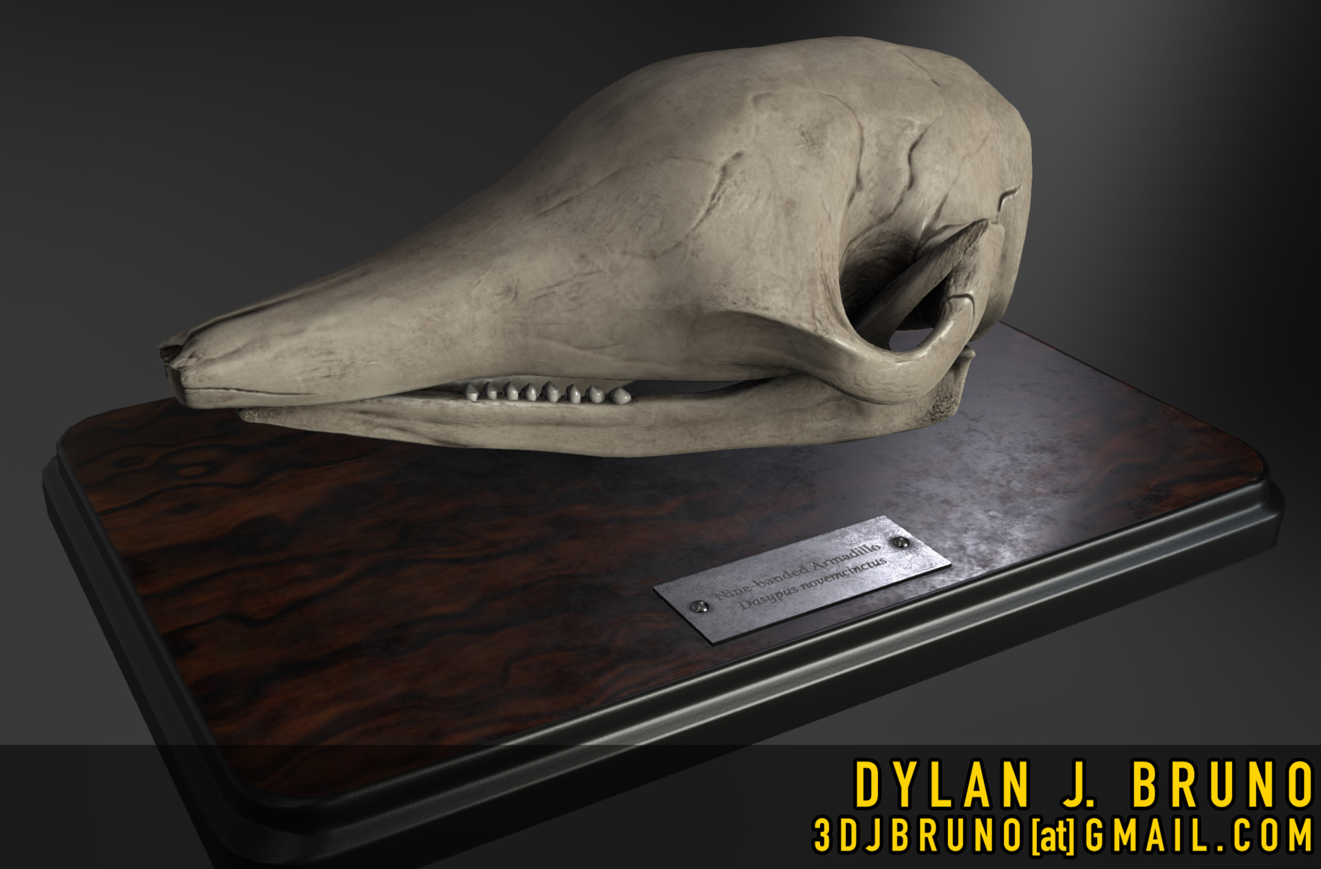 ArtStation - Armadillo Skull