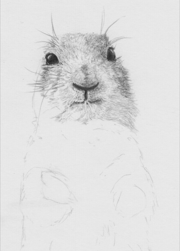 ArtStation - WIP -Fur practice-