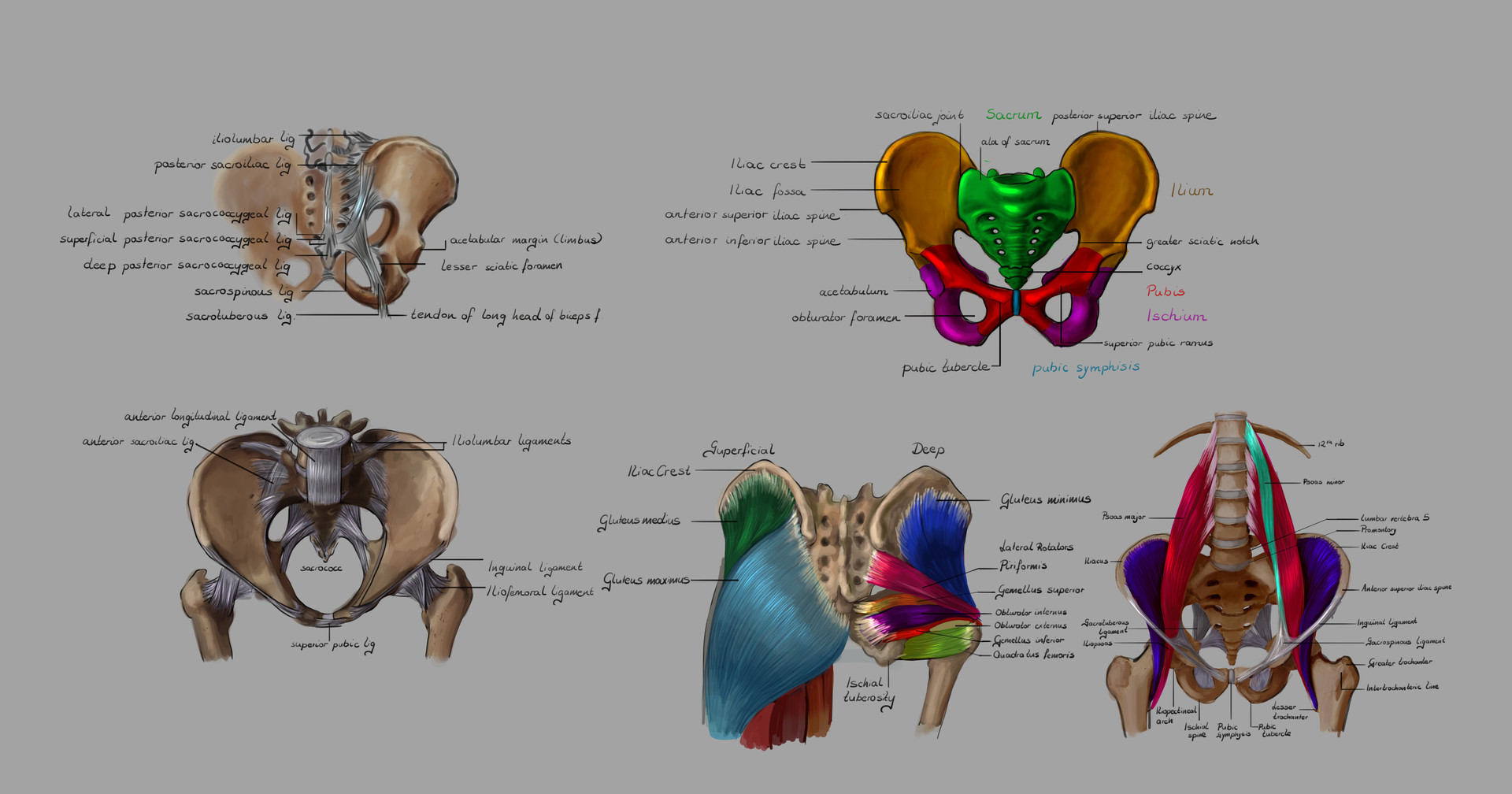 ArtStation - Anatomy Pelvis