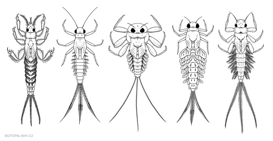 mayfly larvae drawing