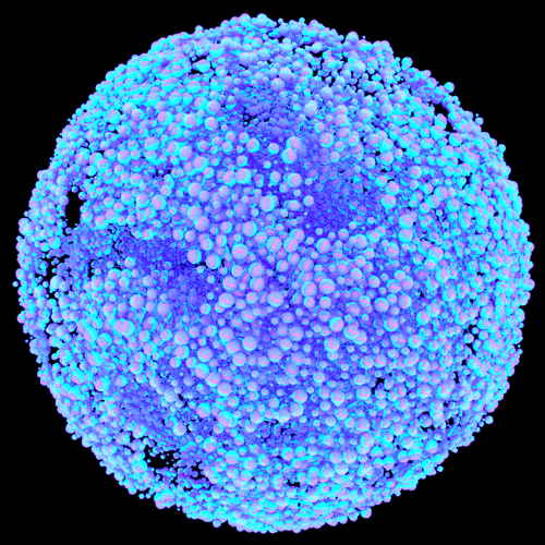 bacteria under microscope gif