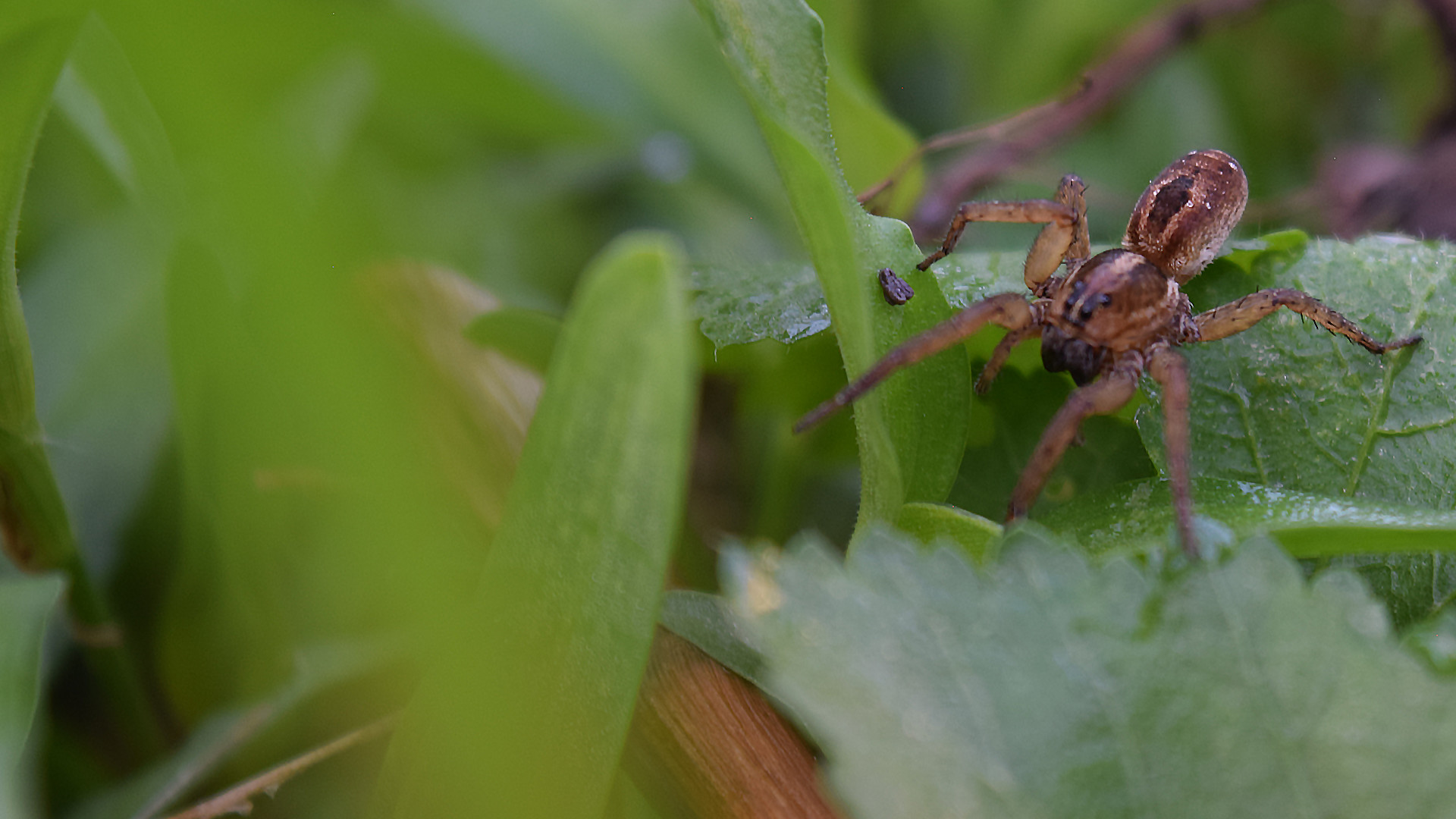 ArtStation - Mr.Spider