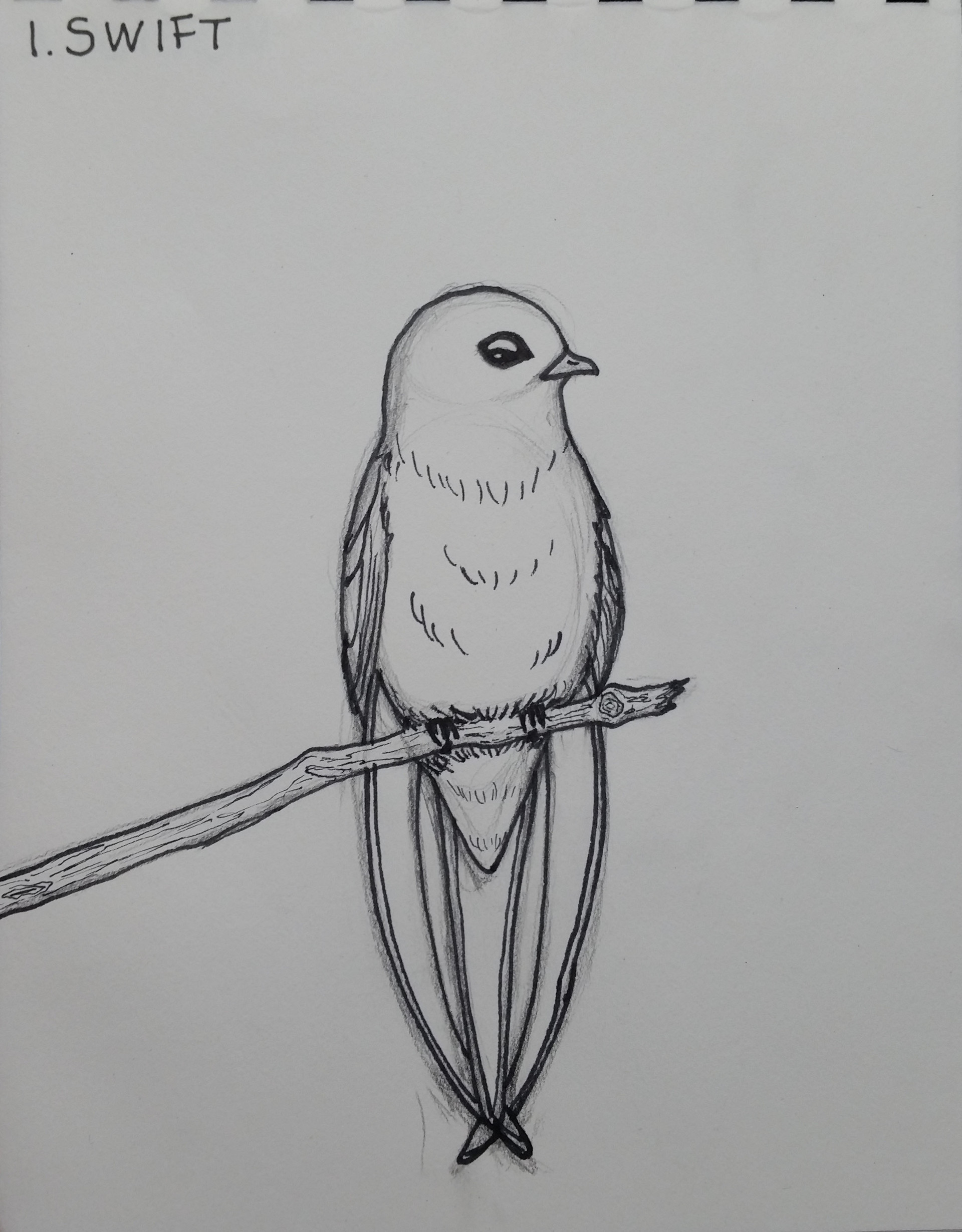 ArtStation - Inktober Day 1 - Swift