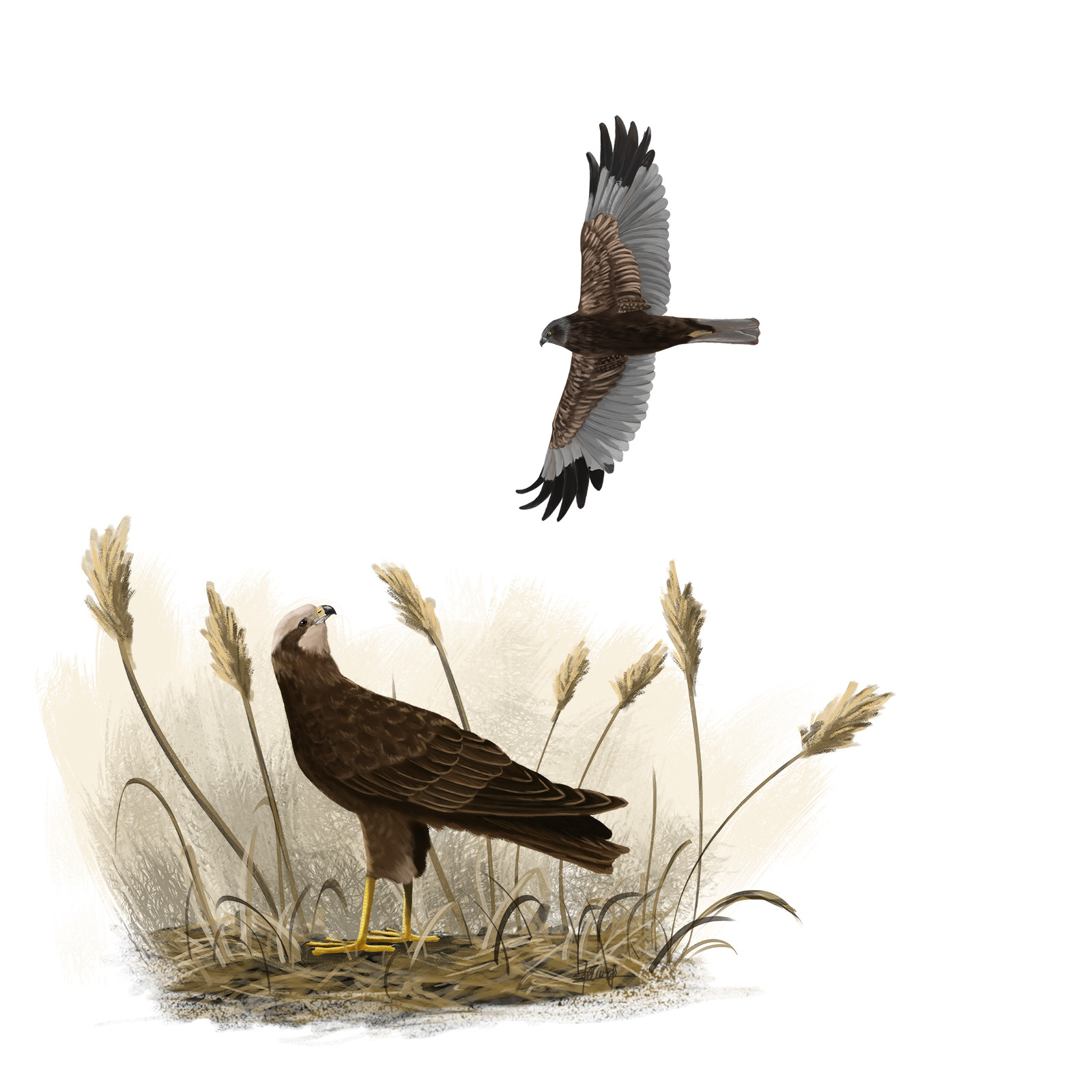 ArtStation - Busard des roseaux / Western Marsh Harrier / Circus ...