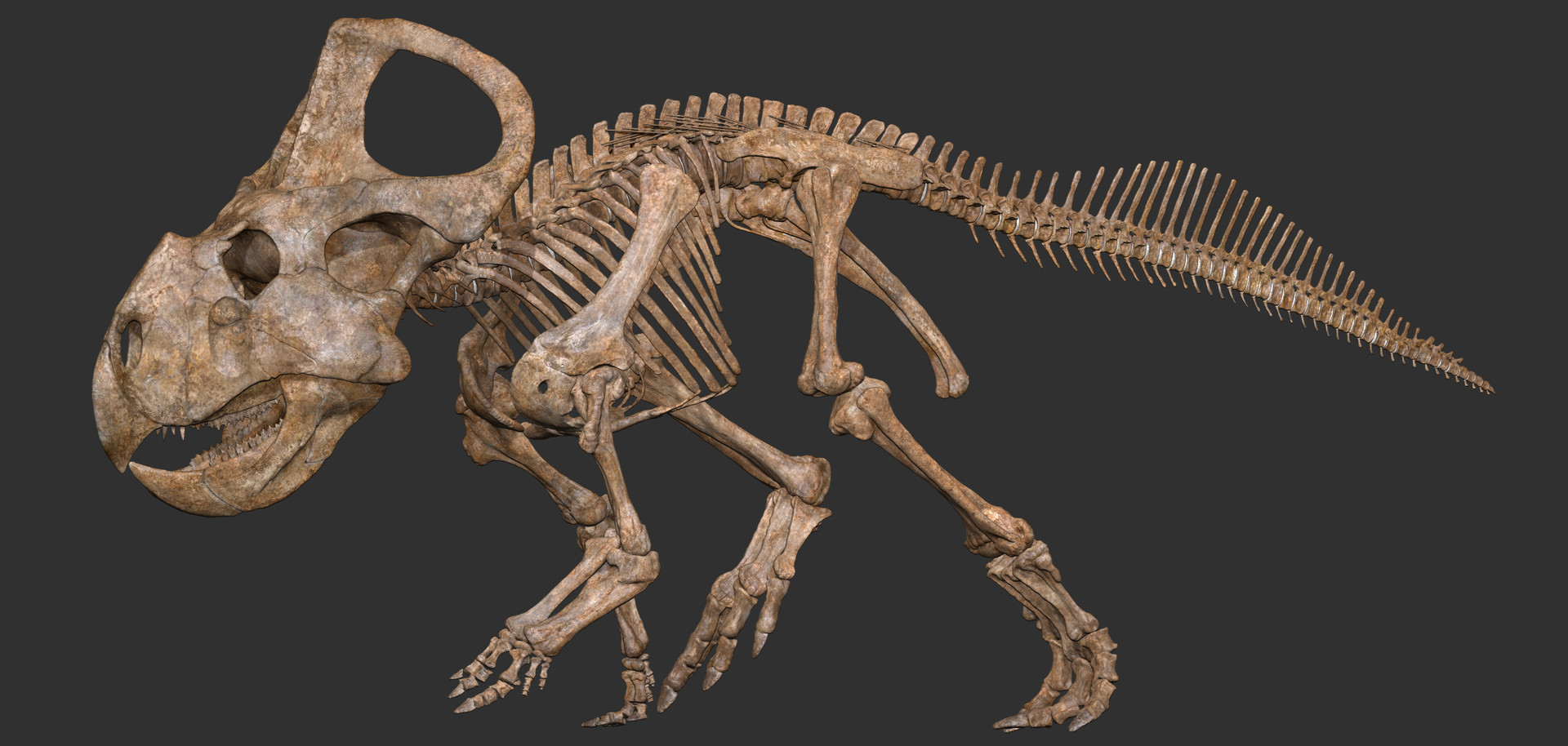 Vitamin Imagination - Protoceratops skeleton. by Vitamin Imagination