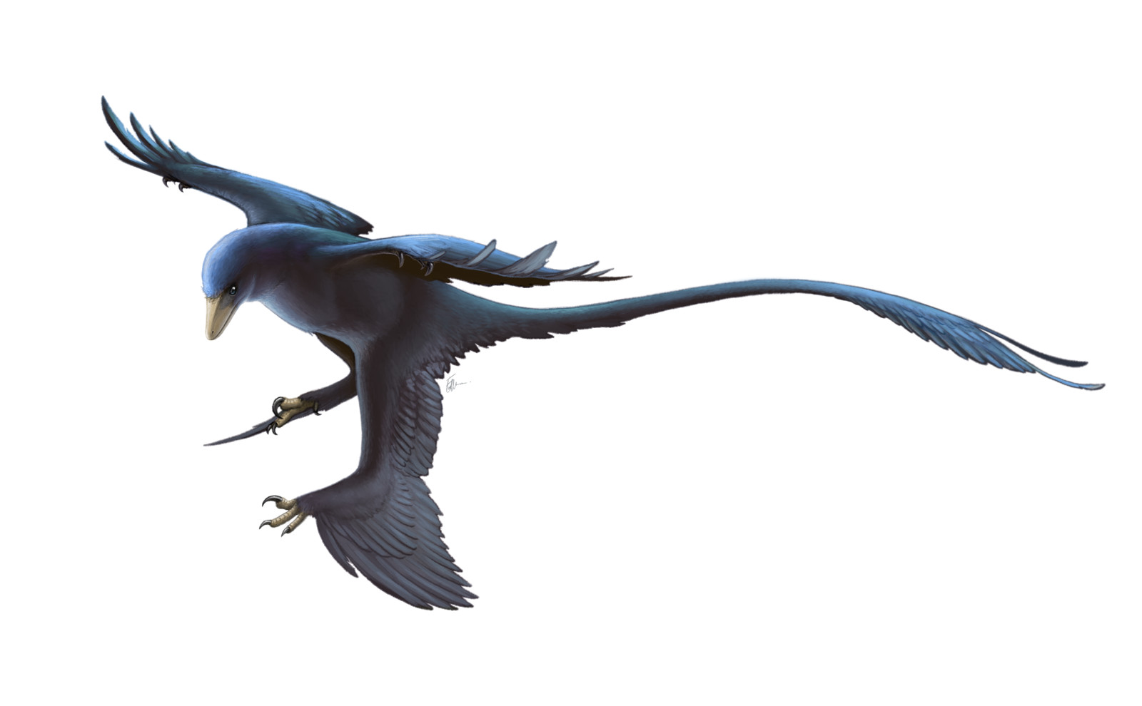 Frederic Wierum - Raptor Squad Size Chart: Wikipedia