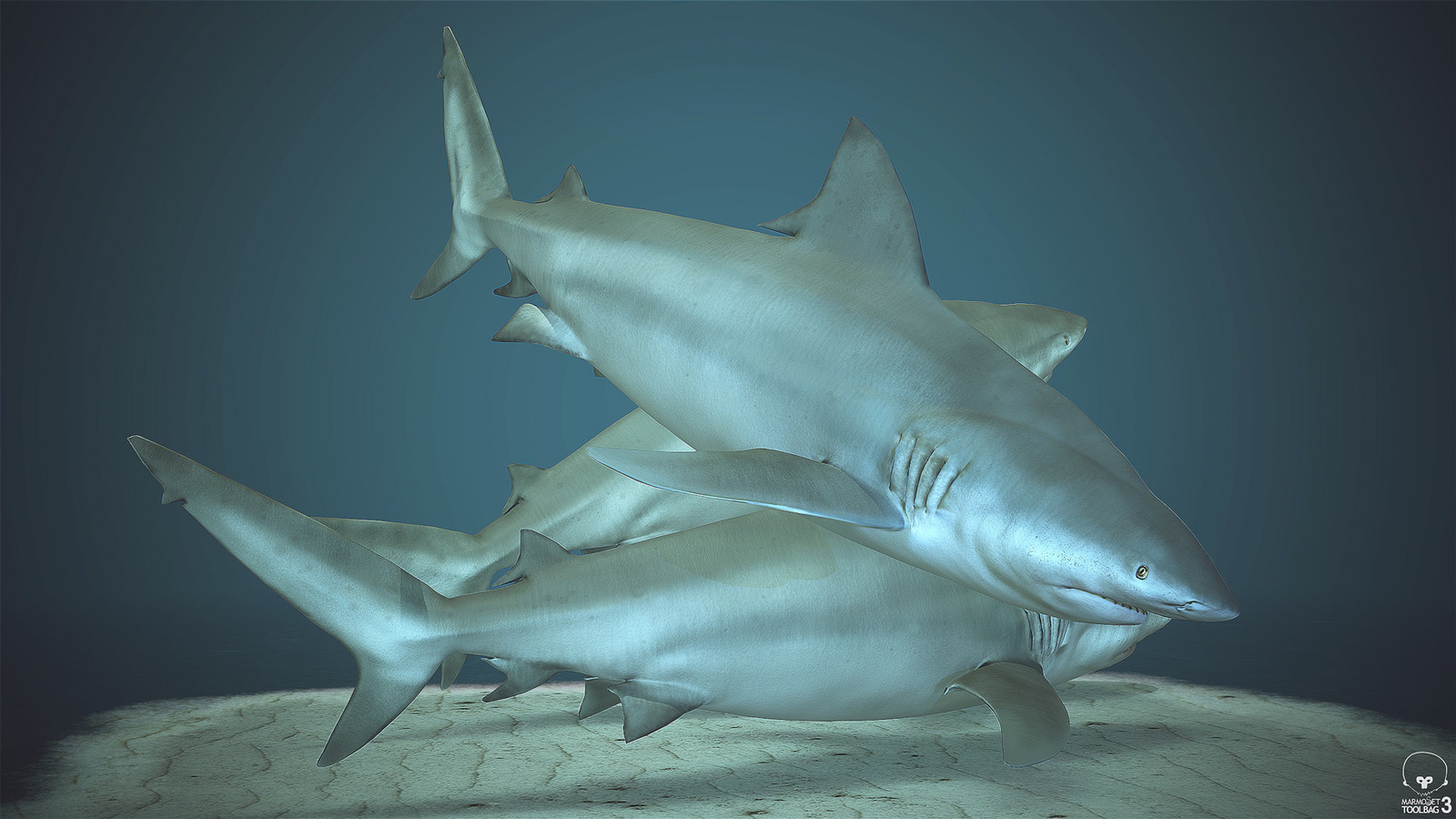 Nolan Jacobs - Bull Shark Diorama