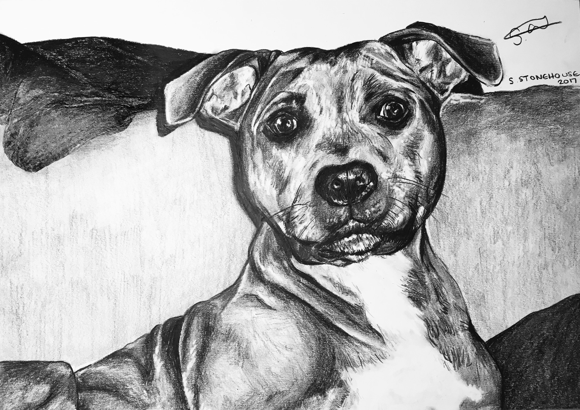 ArtStation - Maisy the Staffy