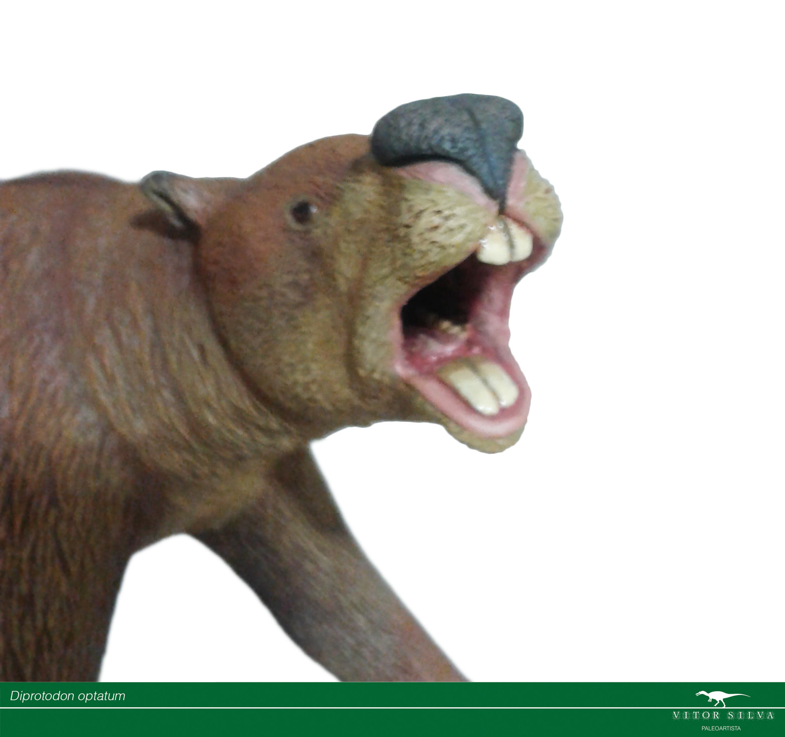 diprotodon optatum